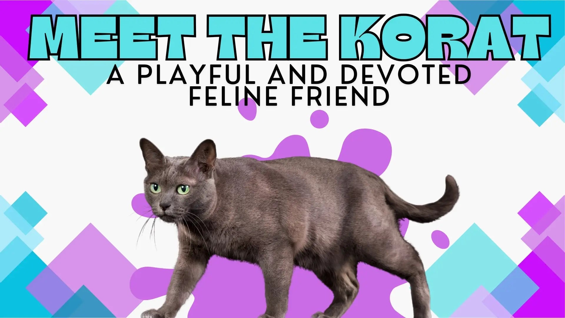 Playful Korat Cat: Loyal Feline With Silvery Charm