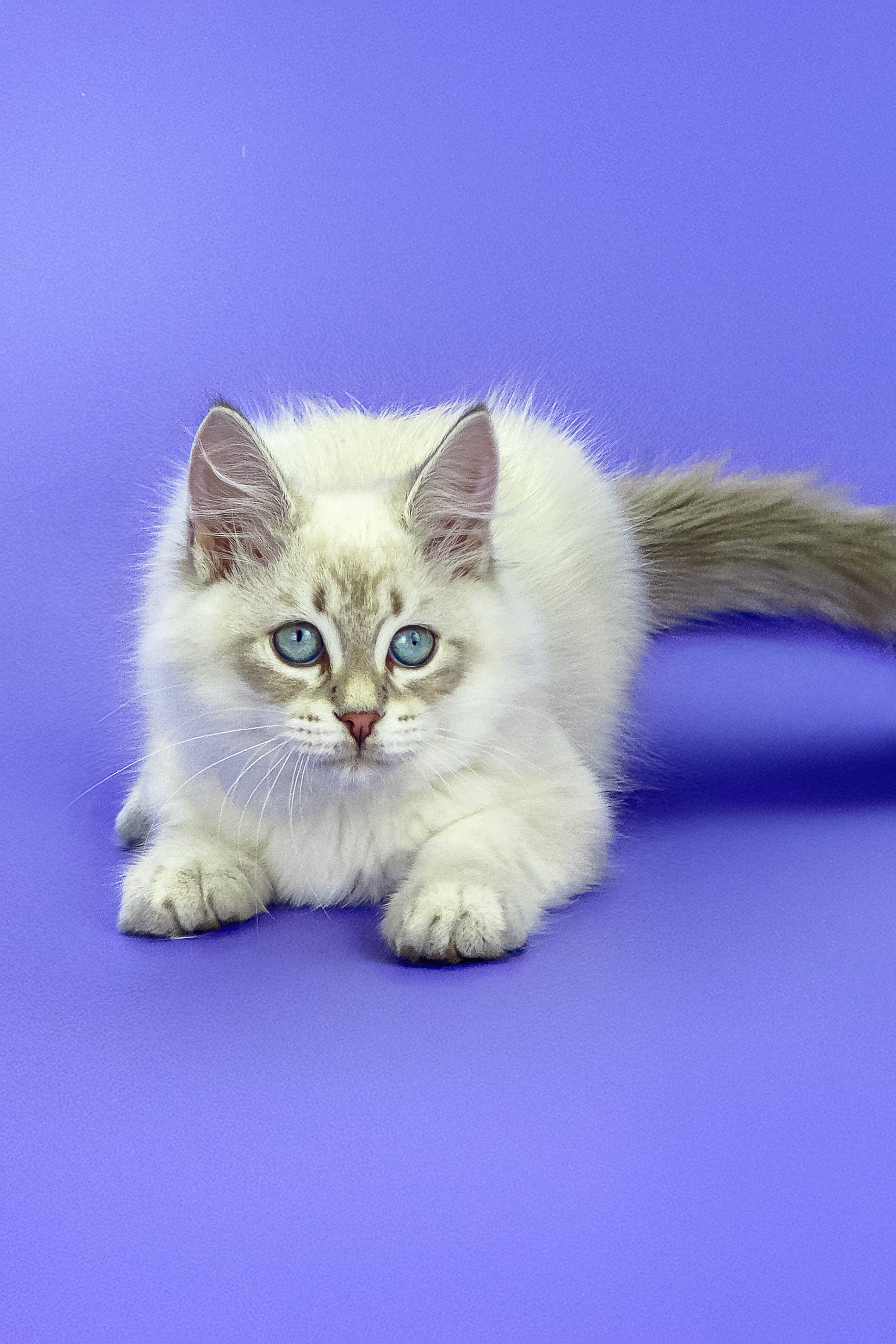 Leon Siberian Kitten Fluffy Blue-Eyed Companion