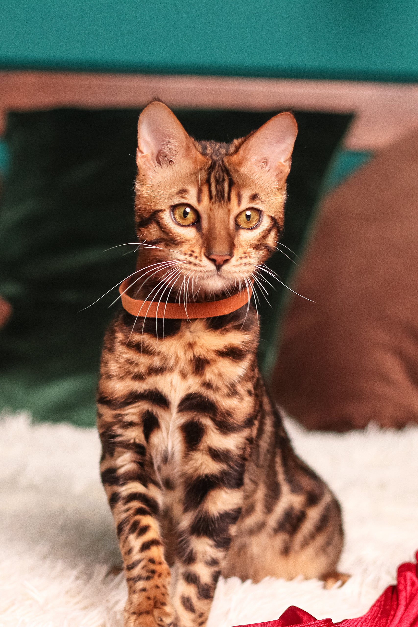 Leon The Bengal Kitten with Spotted Charms
