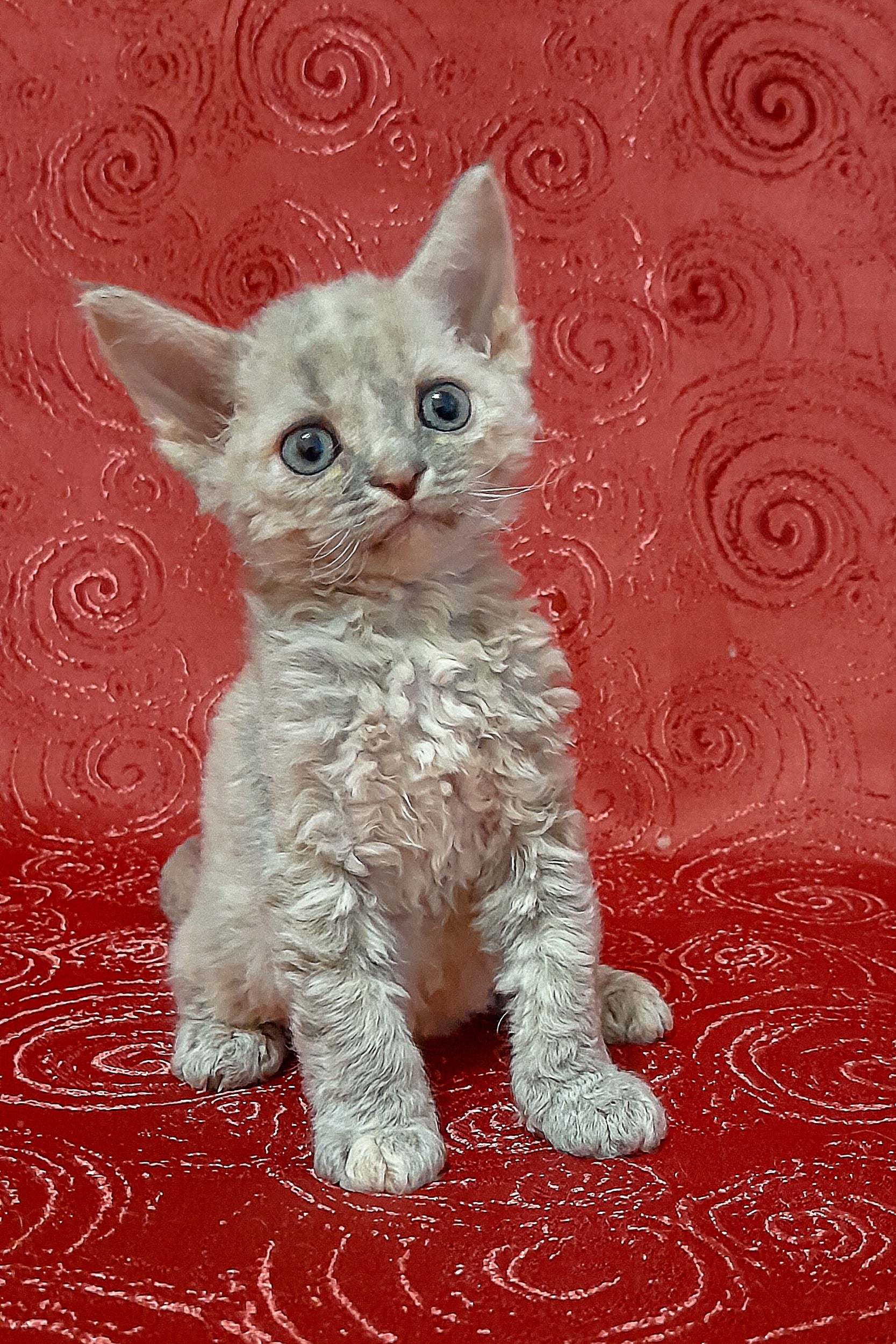 Adopt Your Sweet Cery Devon Rex Kitten Today Purebred Kitties