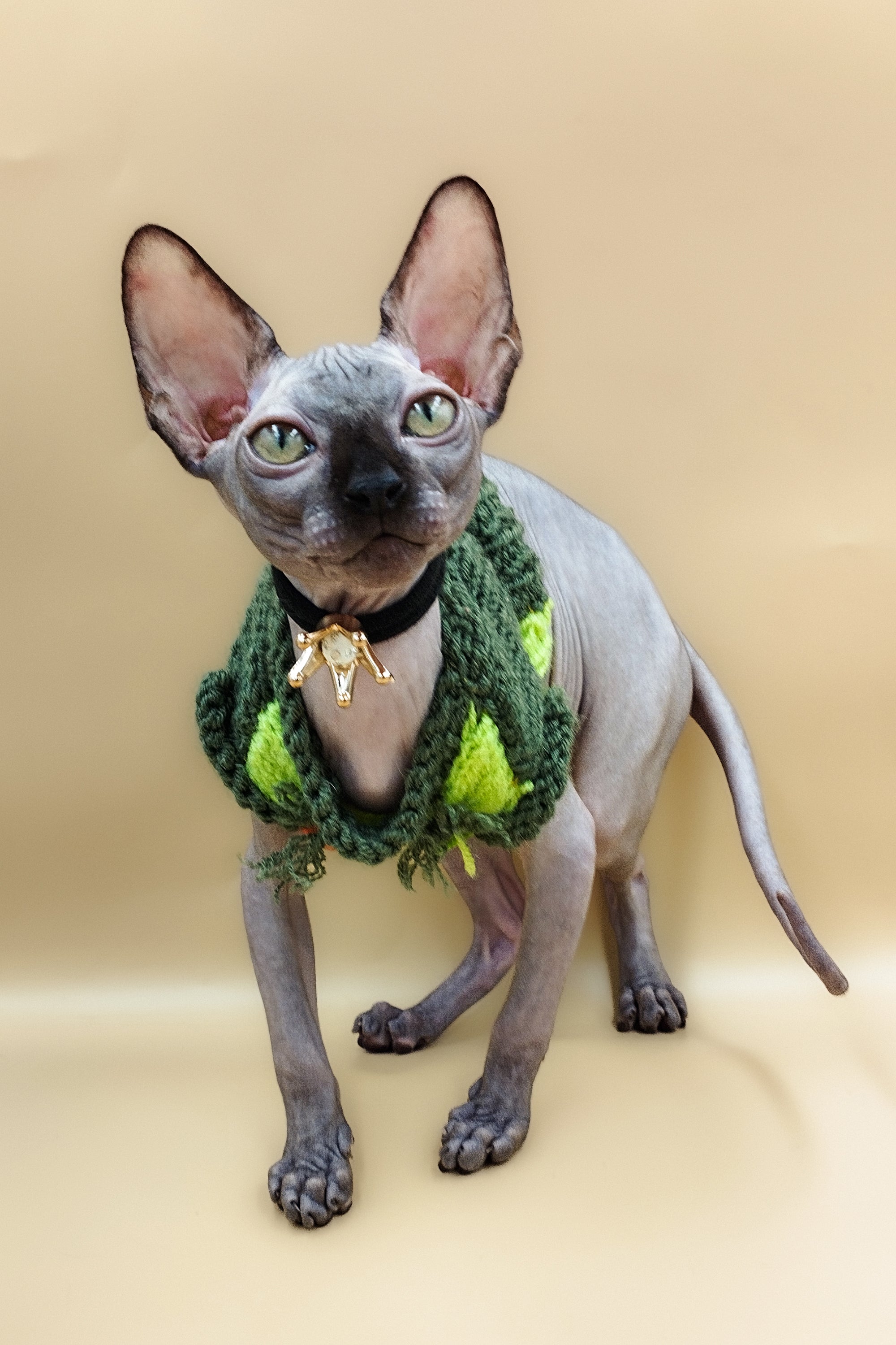 Meet Lord Your Cuddly Blue-Eyed Sphynx Kitten