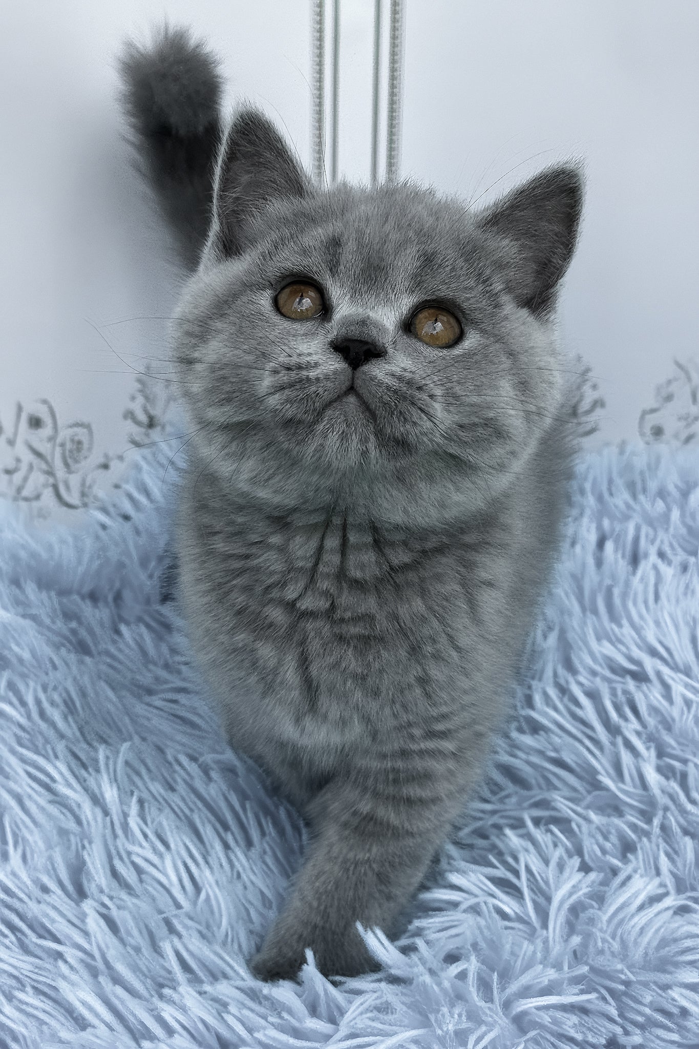 Adopt Tessa The Blue British Shorthair Kitten