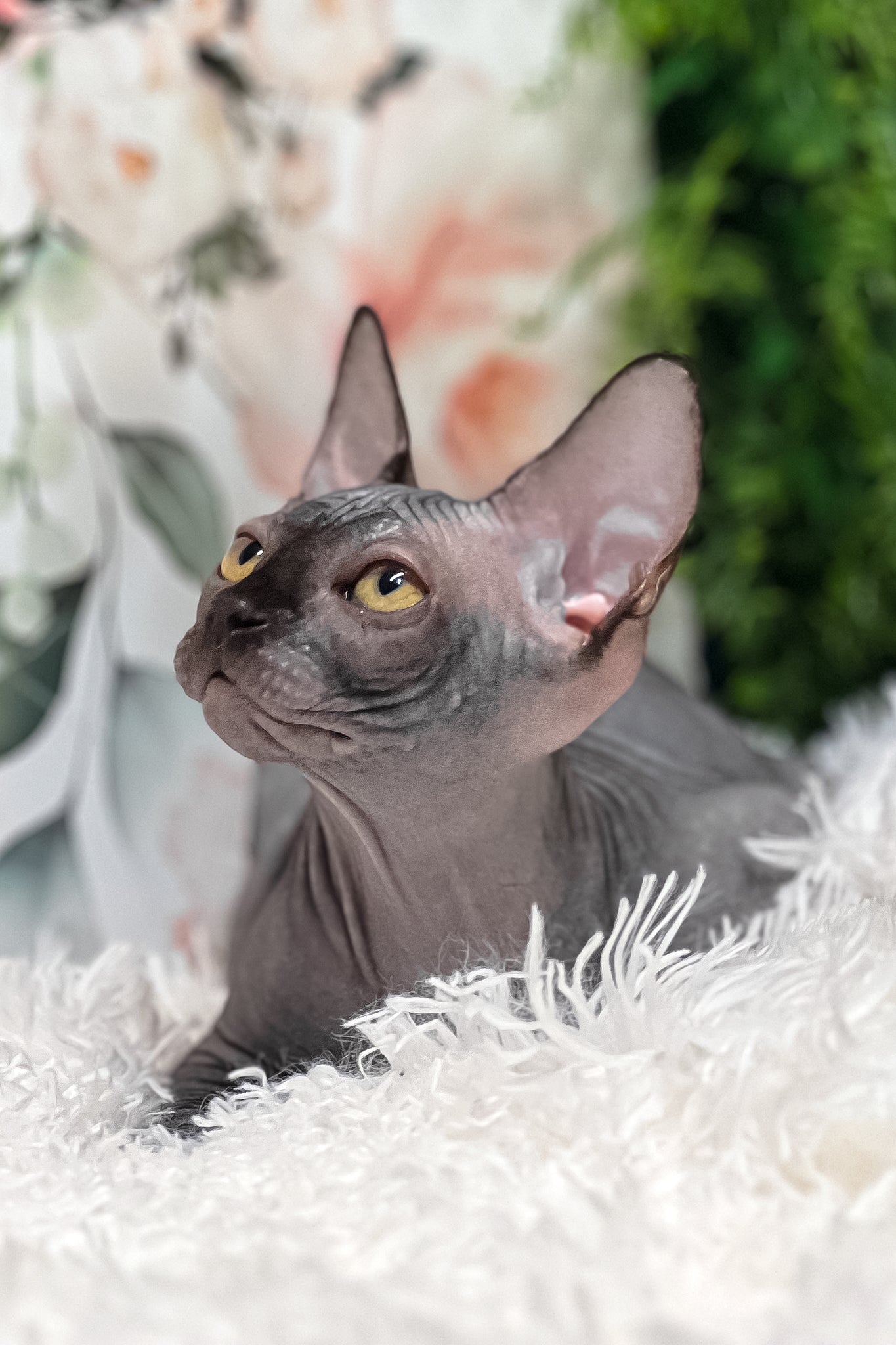 Meet Stella – Your Sweet & Snuggly Sphynx Kitten!