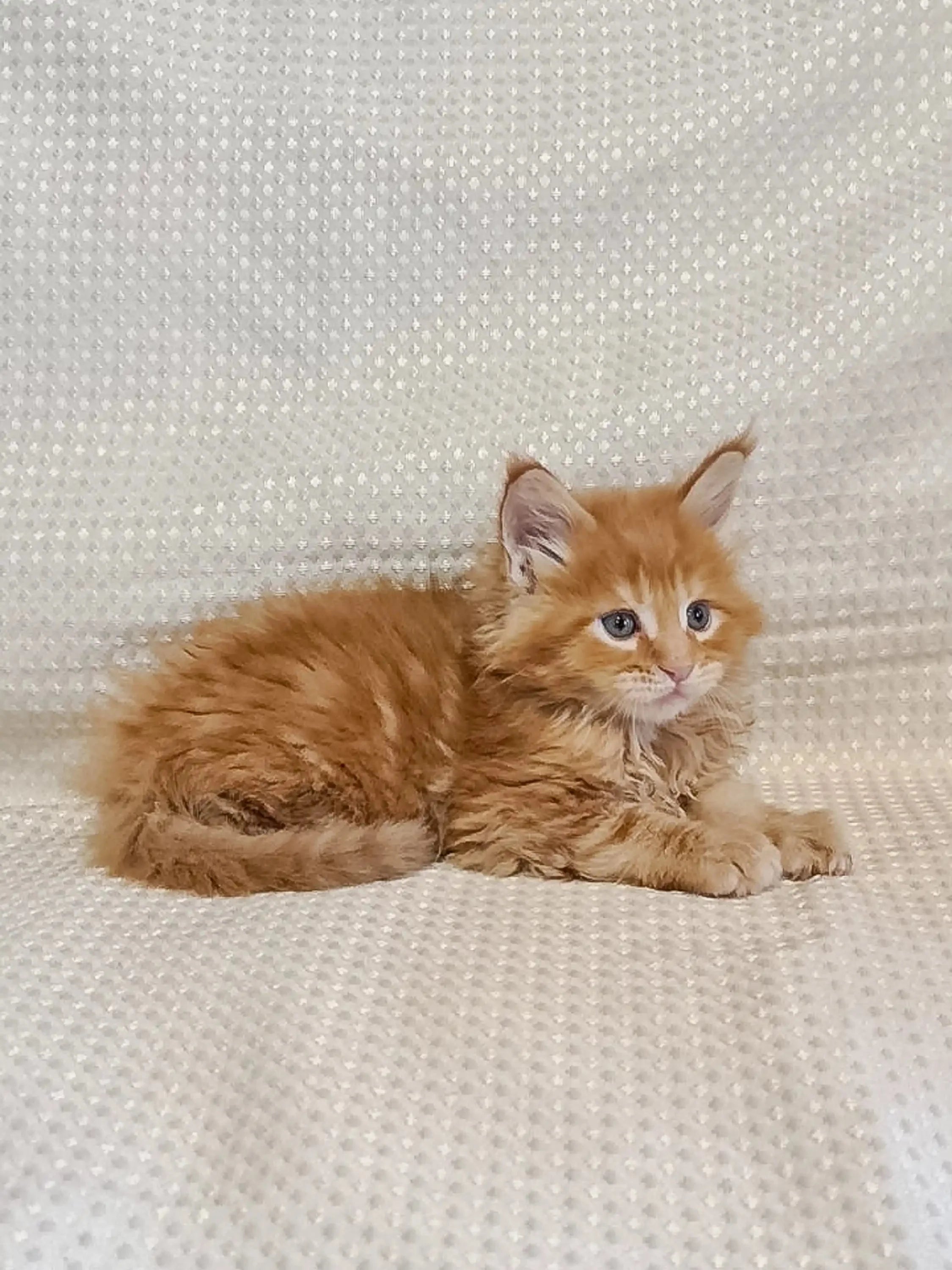 Alibi the Fluffy Ginger Maine Coon Kitten