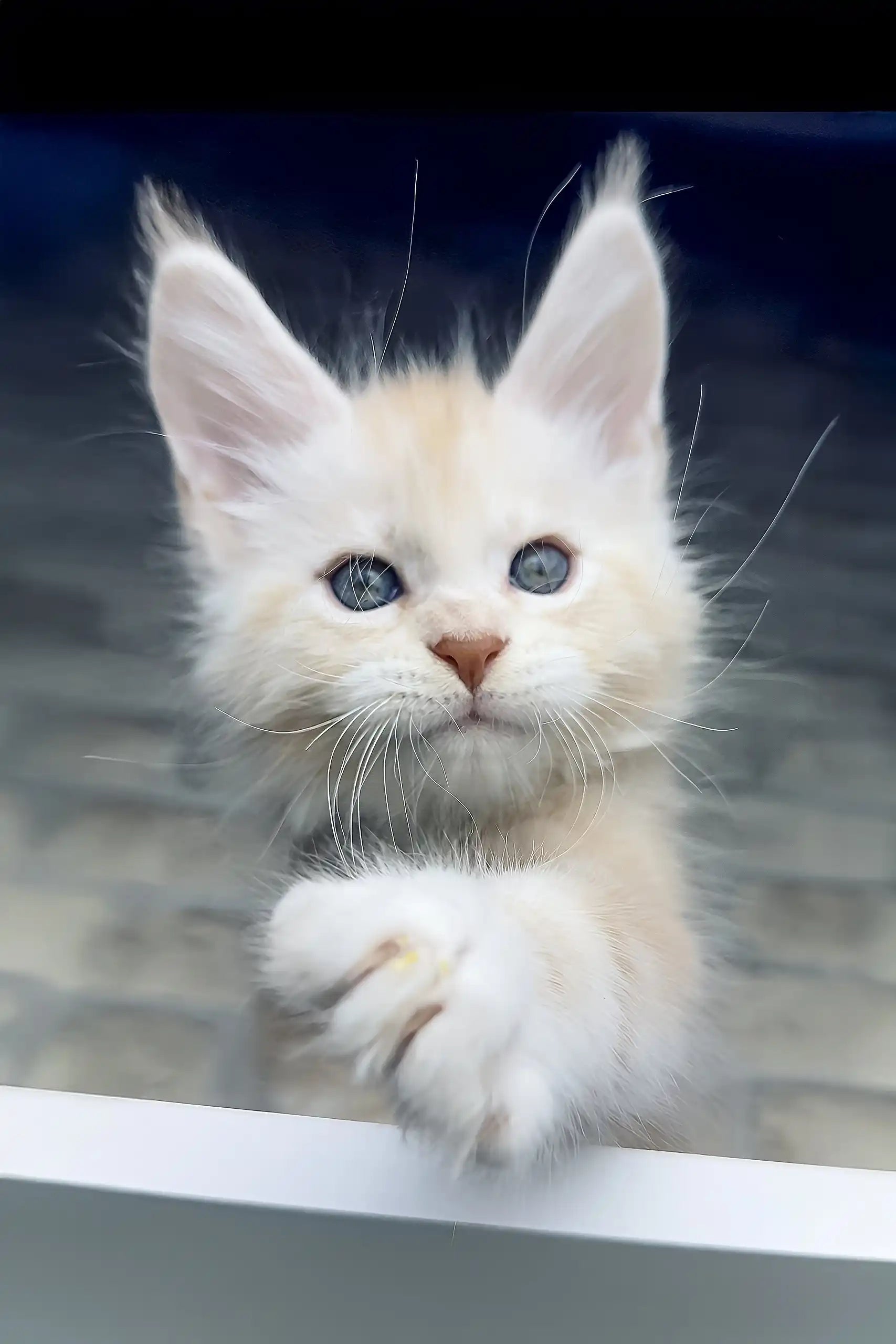 Casper Maine Coon Kitten: Fluffy Elegance Awaits