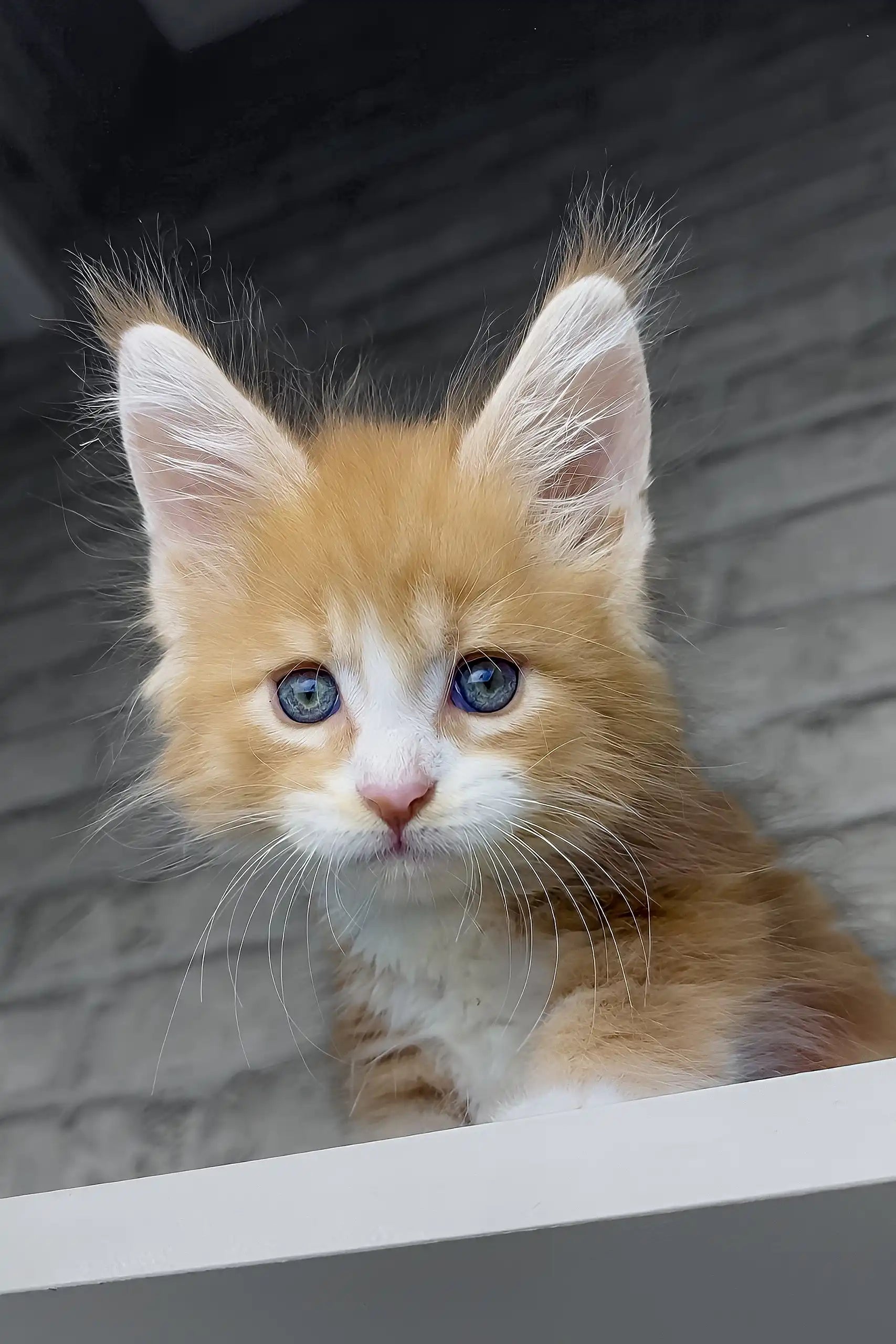 Cheese Maine Coon Kitten with Captivating Olive Eyes