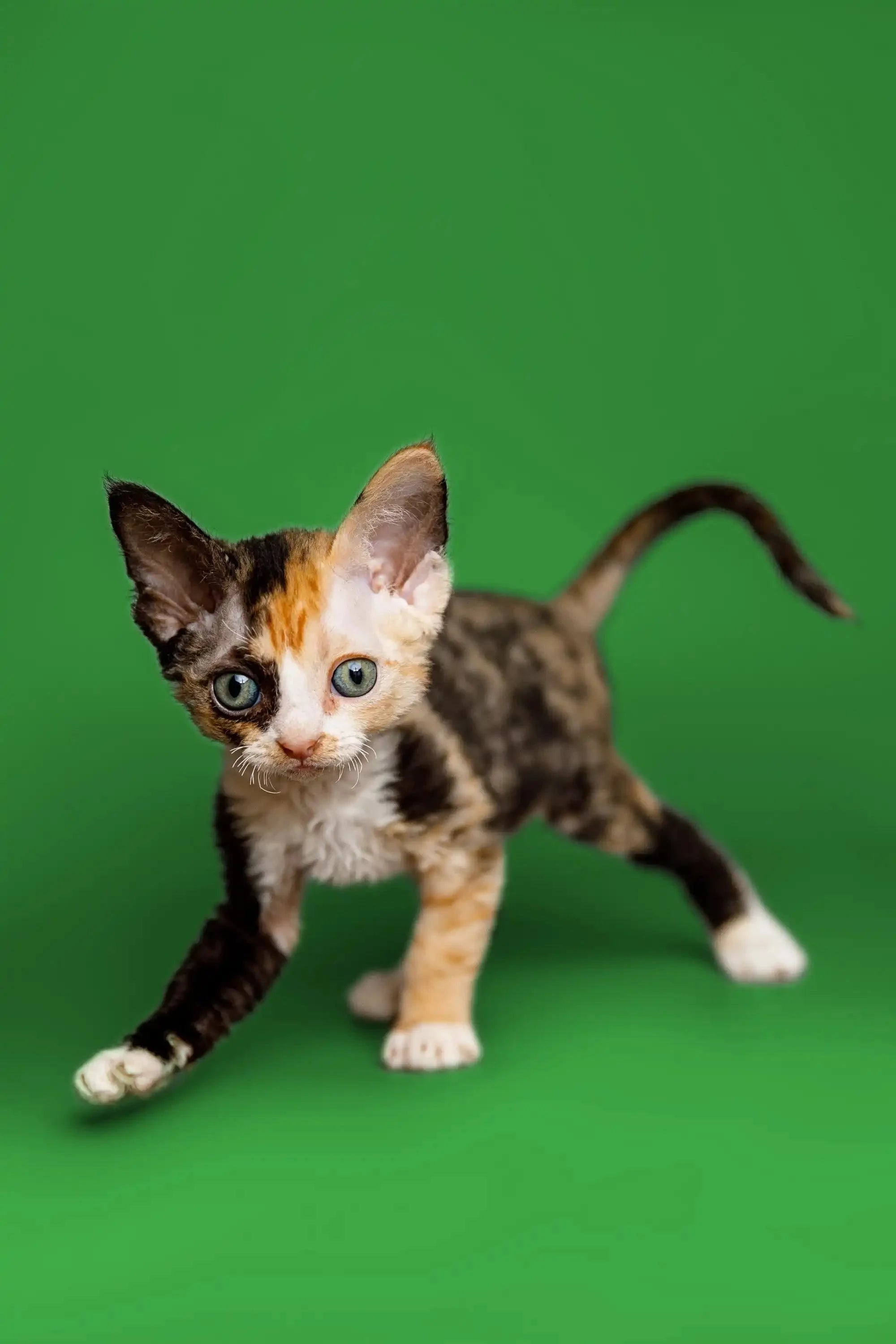 Adopt Cookie Your Gentle Devon Rex Kitten Buddy Purebred Kitties