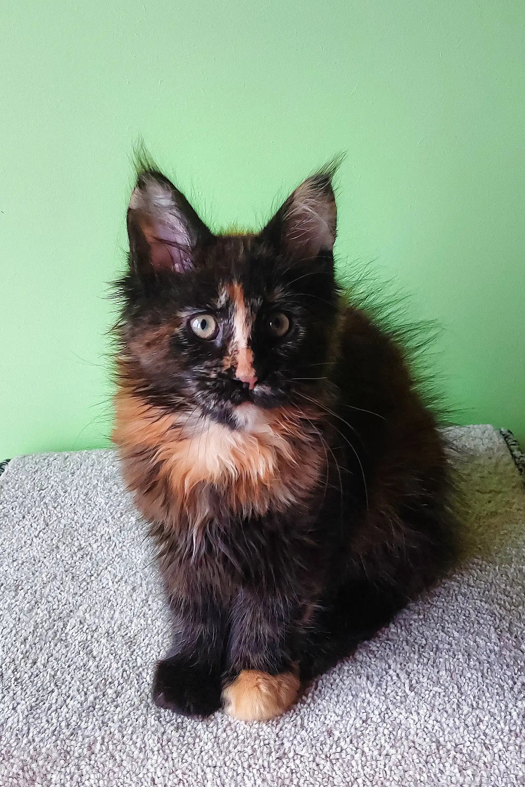 Elenya the Loving Maine Coon Kitten
