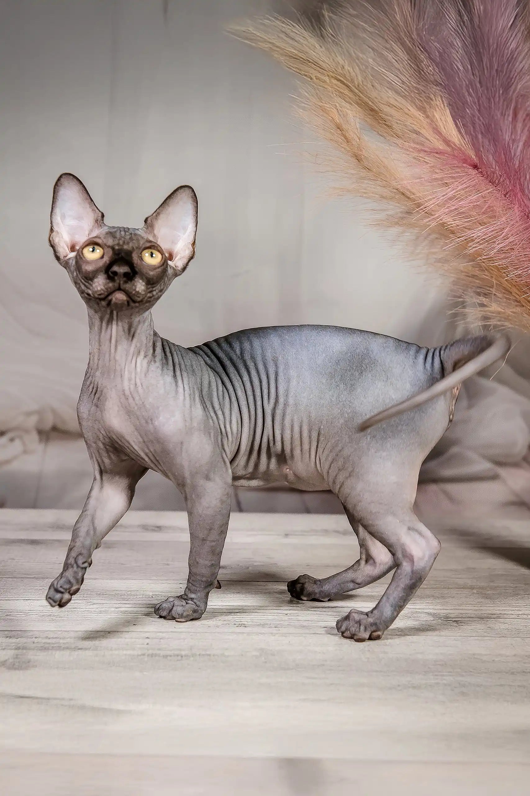 Ilaida Charming Canadian Sphynx Kitten in Pearls