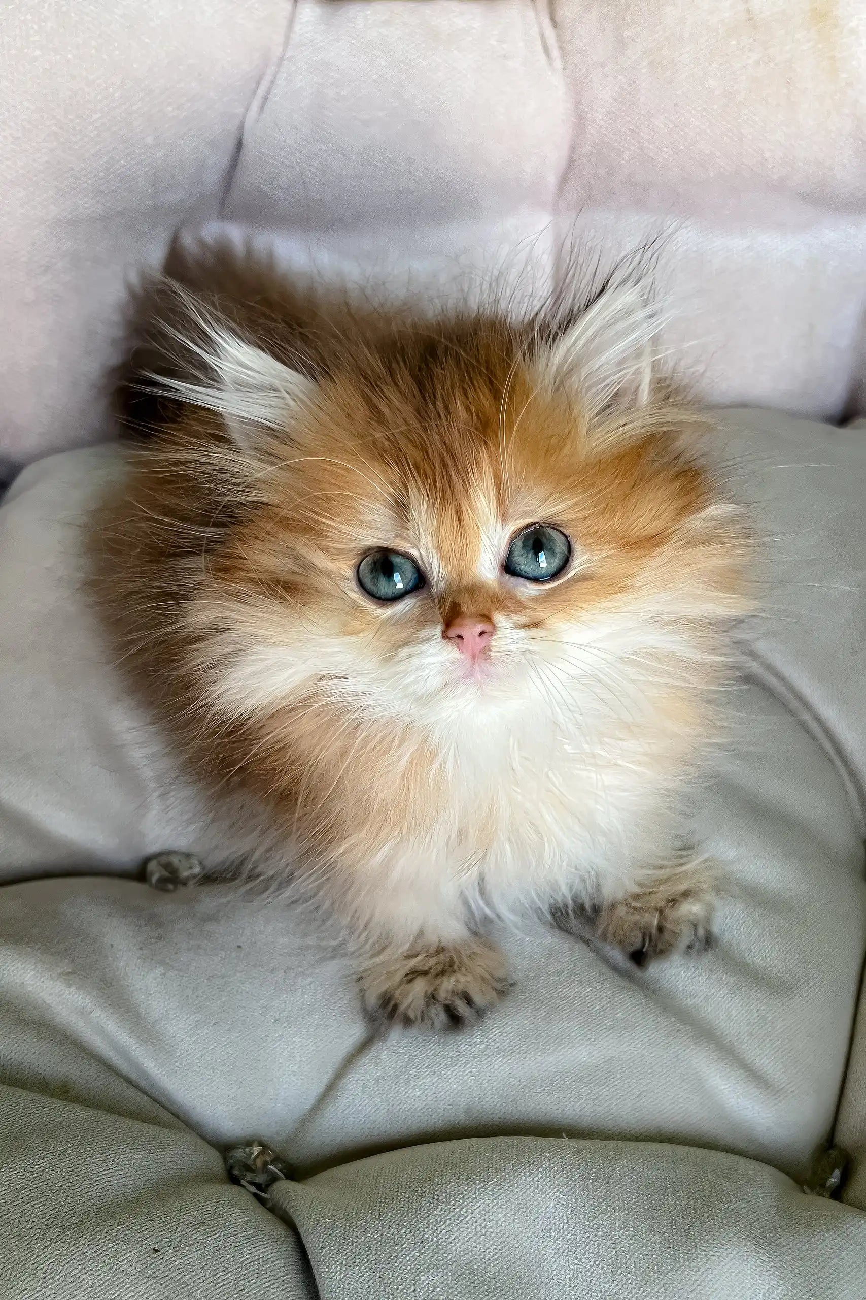 Meet Lord the Fluffy British Longhair Kitten