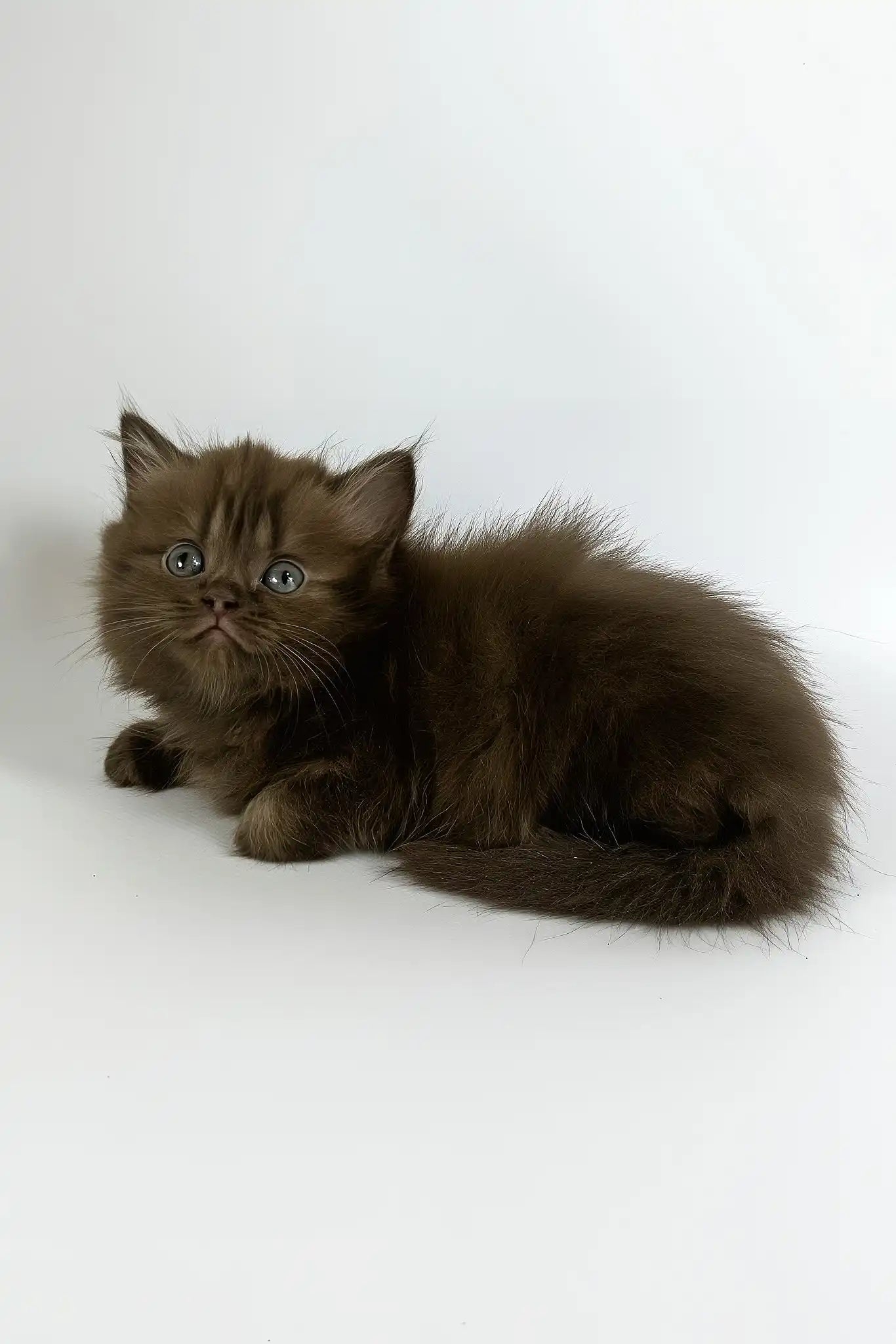 Meet Olivia the Fluffy British Longhair Kitten