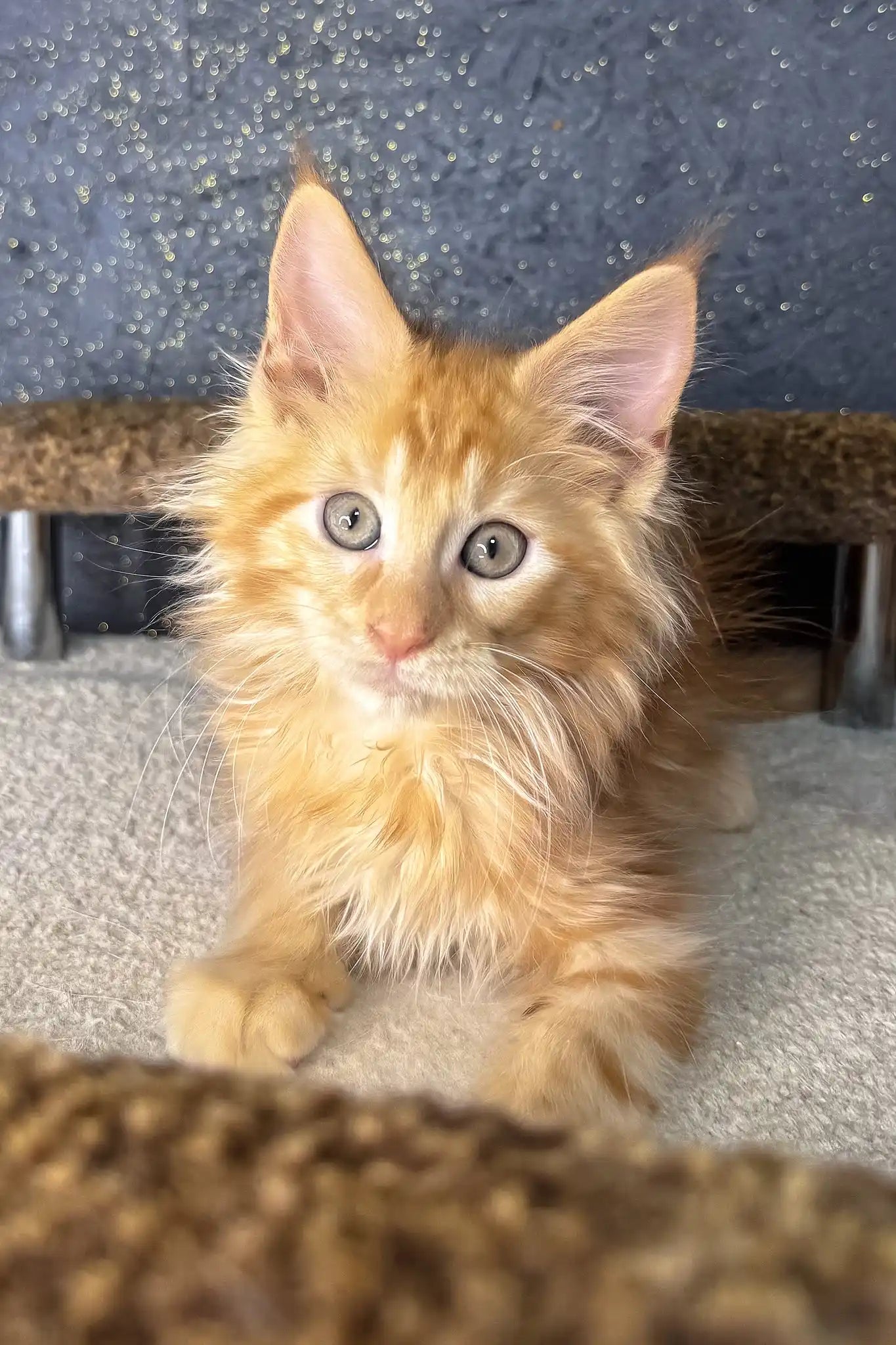 Adopt Simba: Fluffy Red Blotched Tabby Maine Coon Kitten