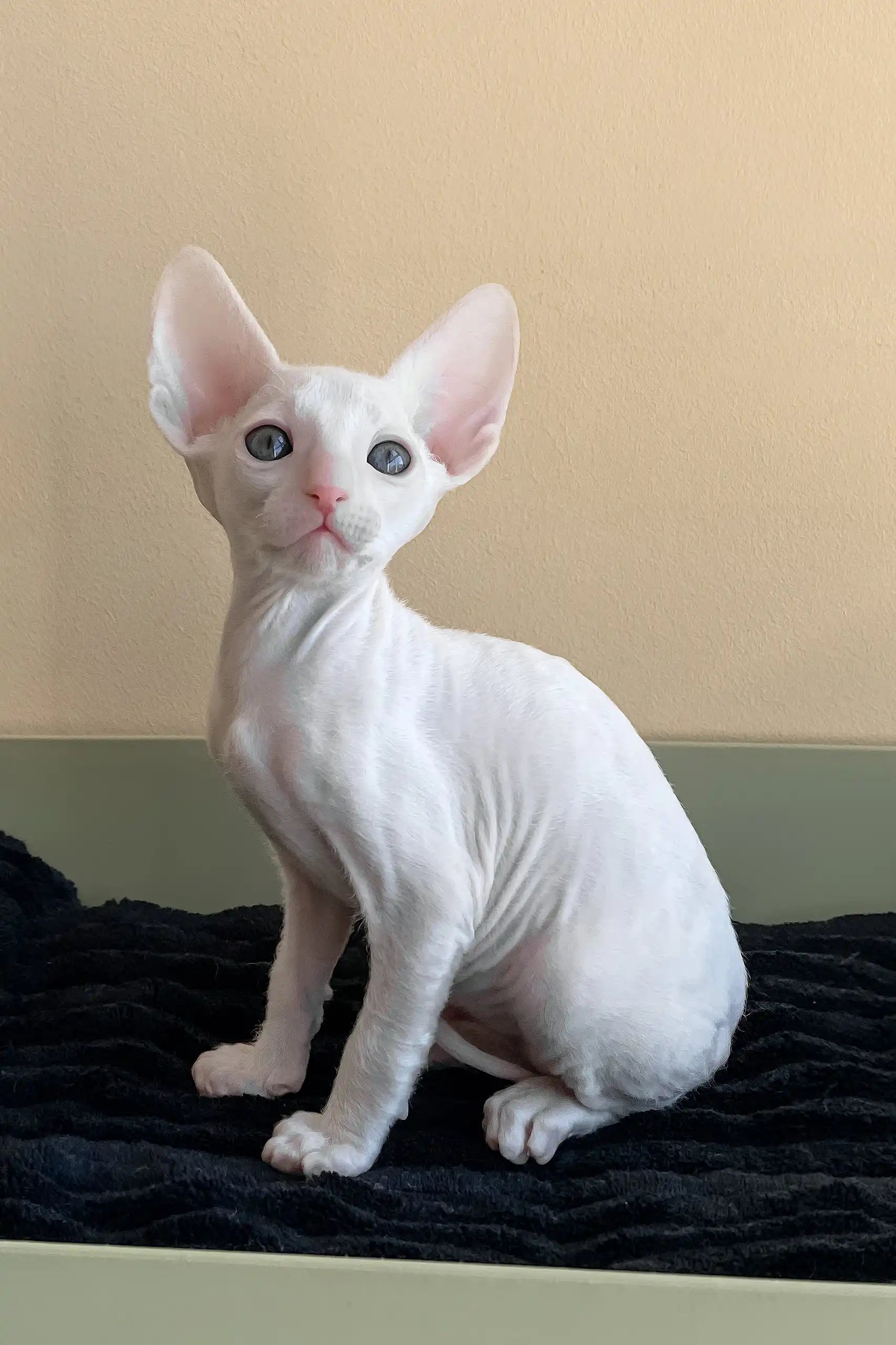 Solomon Cornish Rex Kitten Lovable Hairless Companion