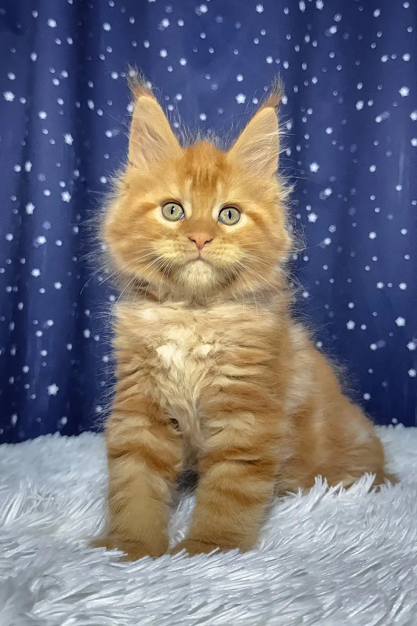 Steve Red Smoke Blotched Tabby with White Maine Coon with Cute Ear Tufts
