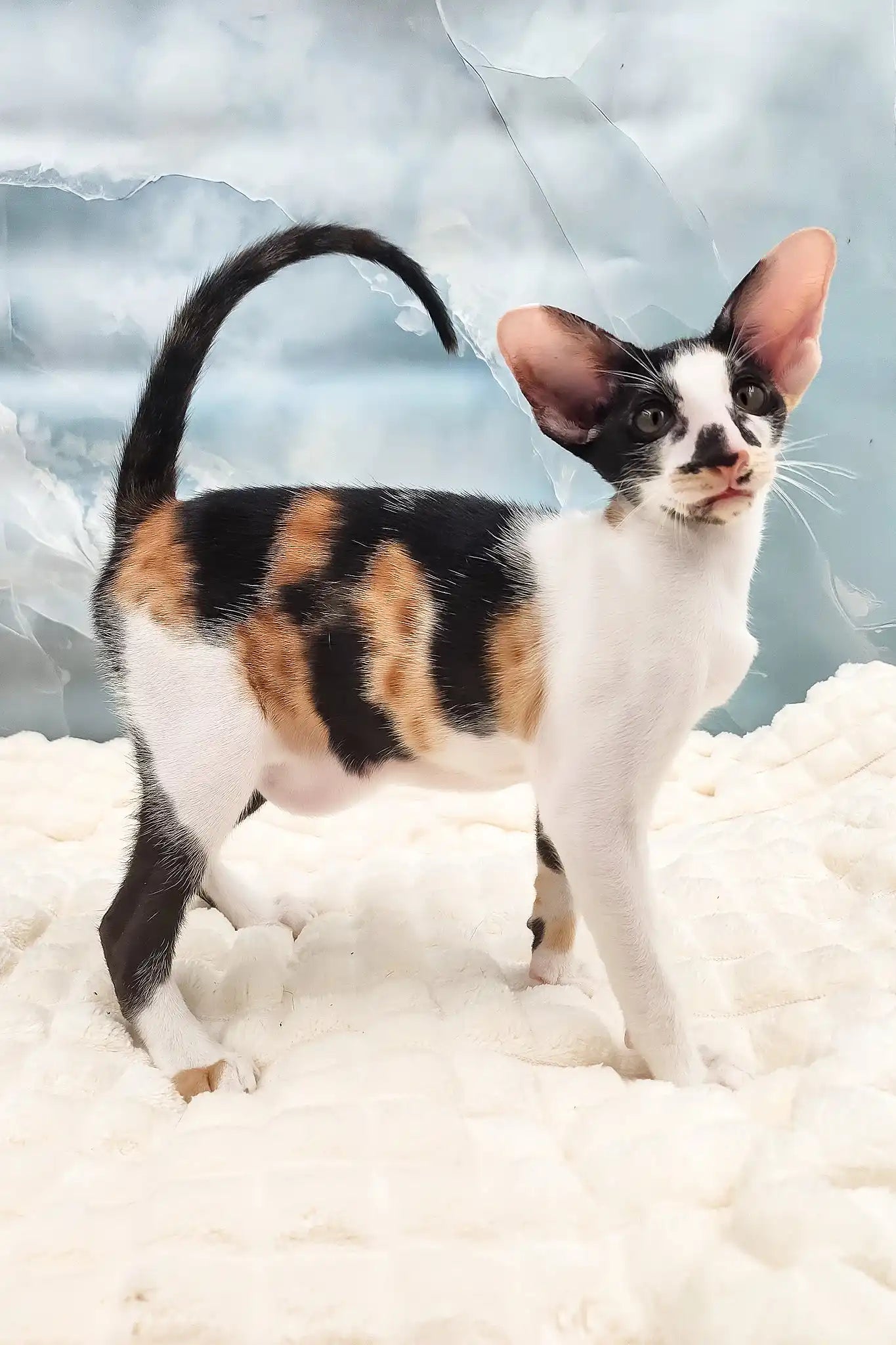 Meet Vikku: Your Adorable Oriental Shorthair Kitten