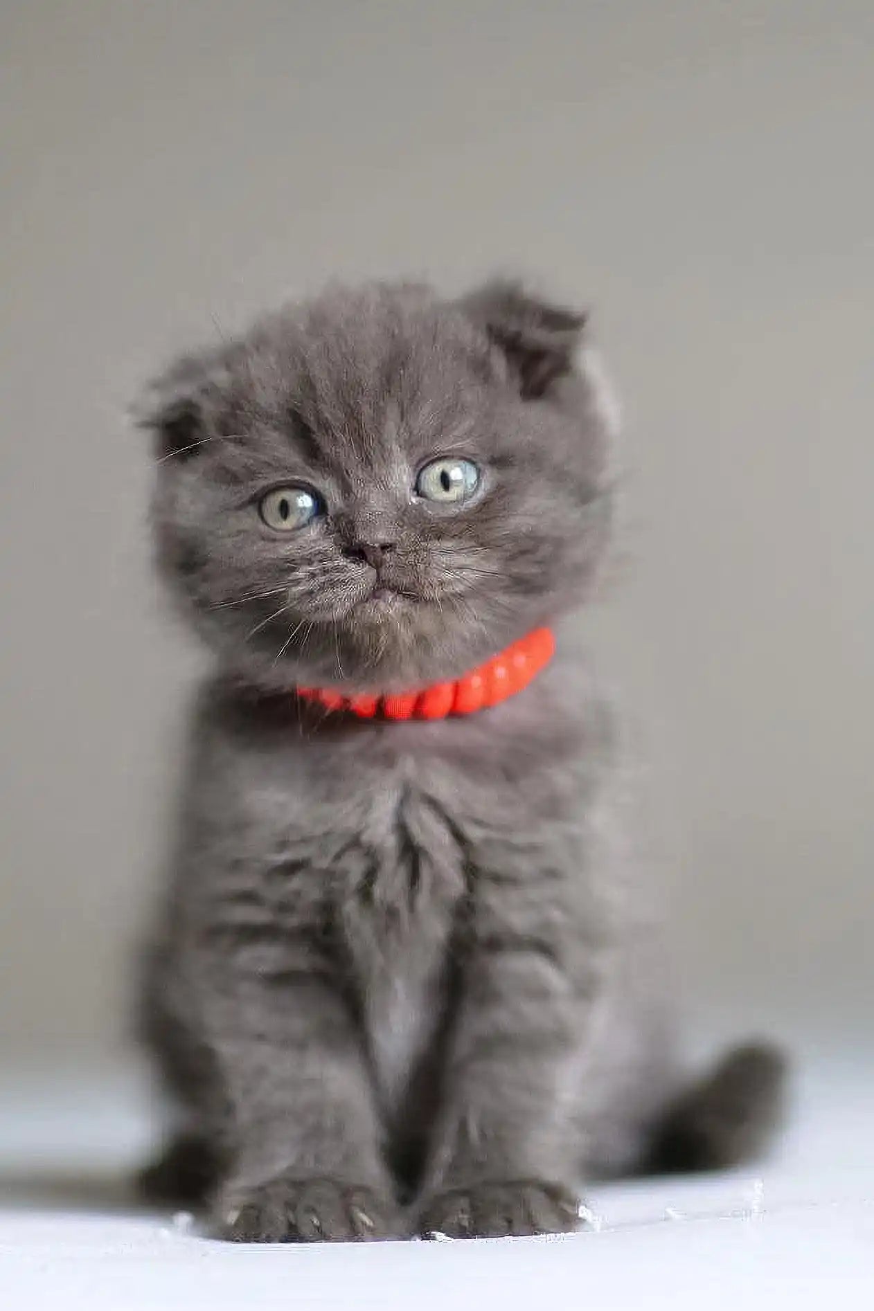 Vinci Scottish Fold Kitten Cute Grey Feline Companion