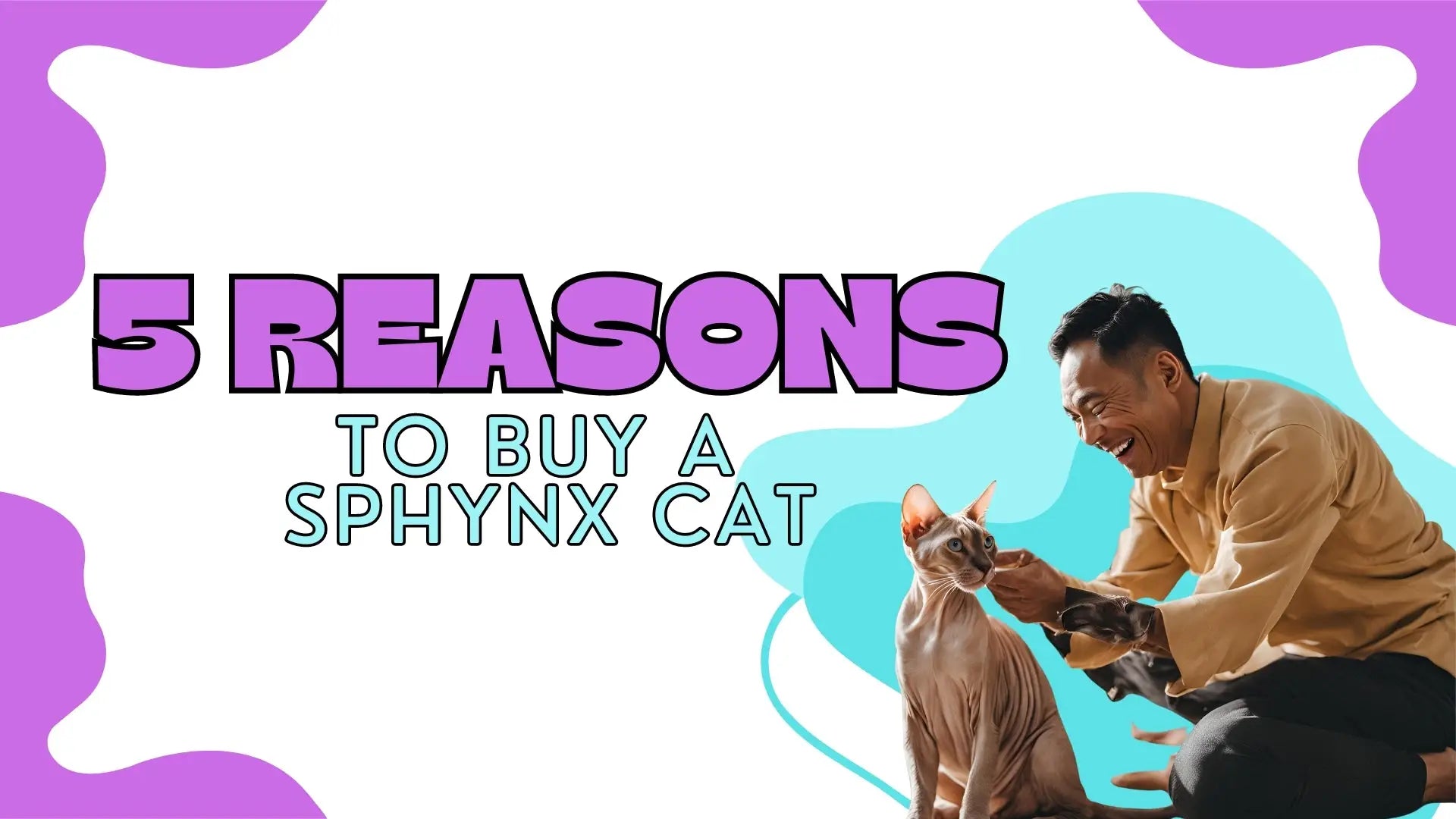 Discover why a Sphynx Cat is your Ideal Pet Companion