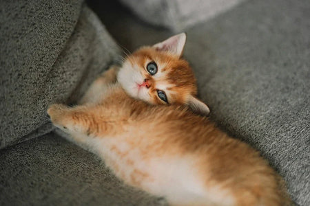 Munchkin Cat Breed Guide: What Every Future Owner Must Know