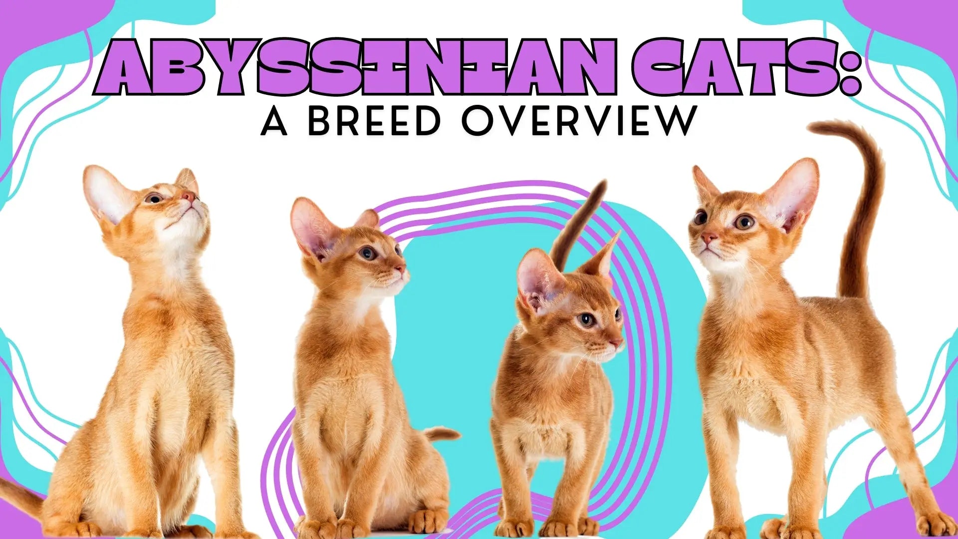 Discover the Charm of Abyssinian Cats Today!