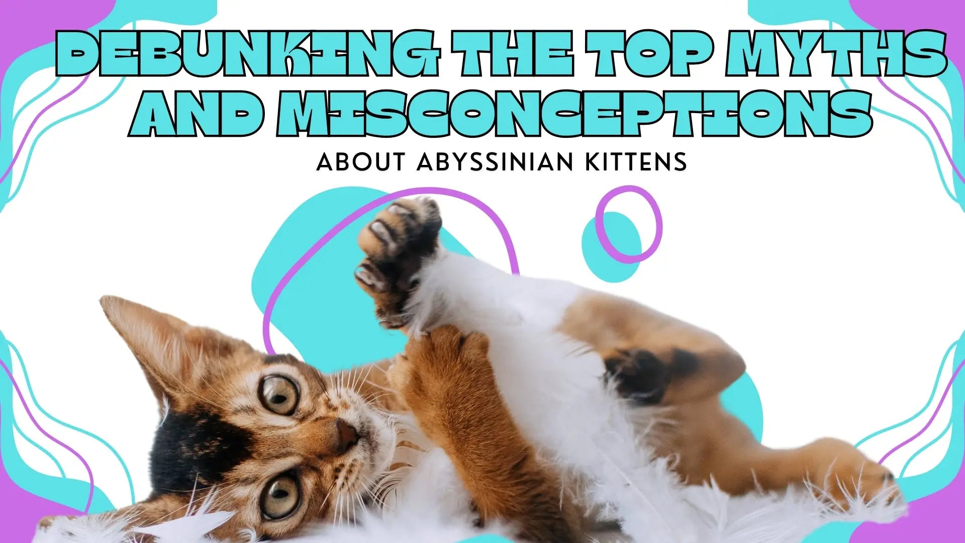 Abyssinian Cats Unveiled: Myths Busted and Truths