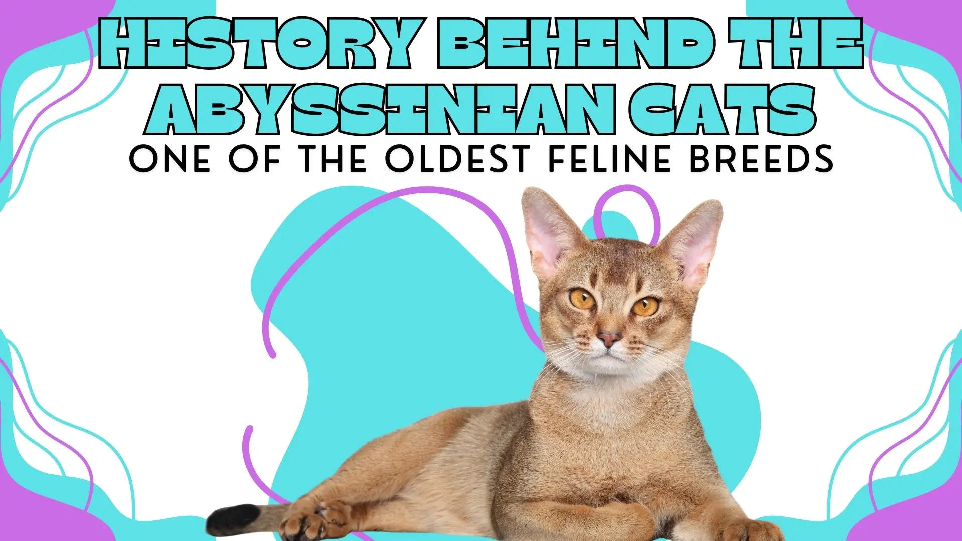 Unravel the Fascinating Tale of Abyssinian Cats!