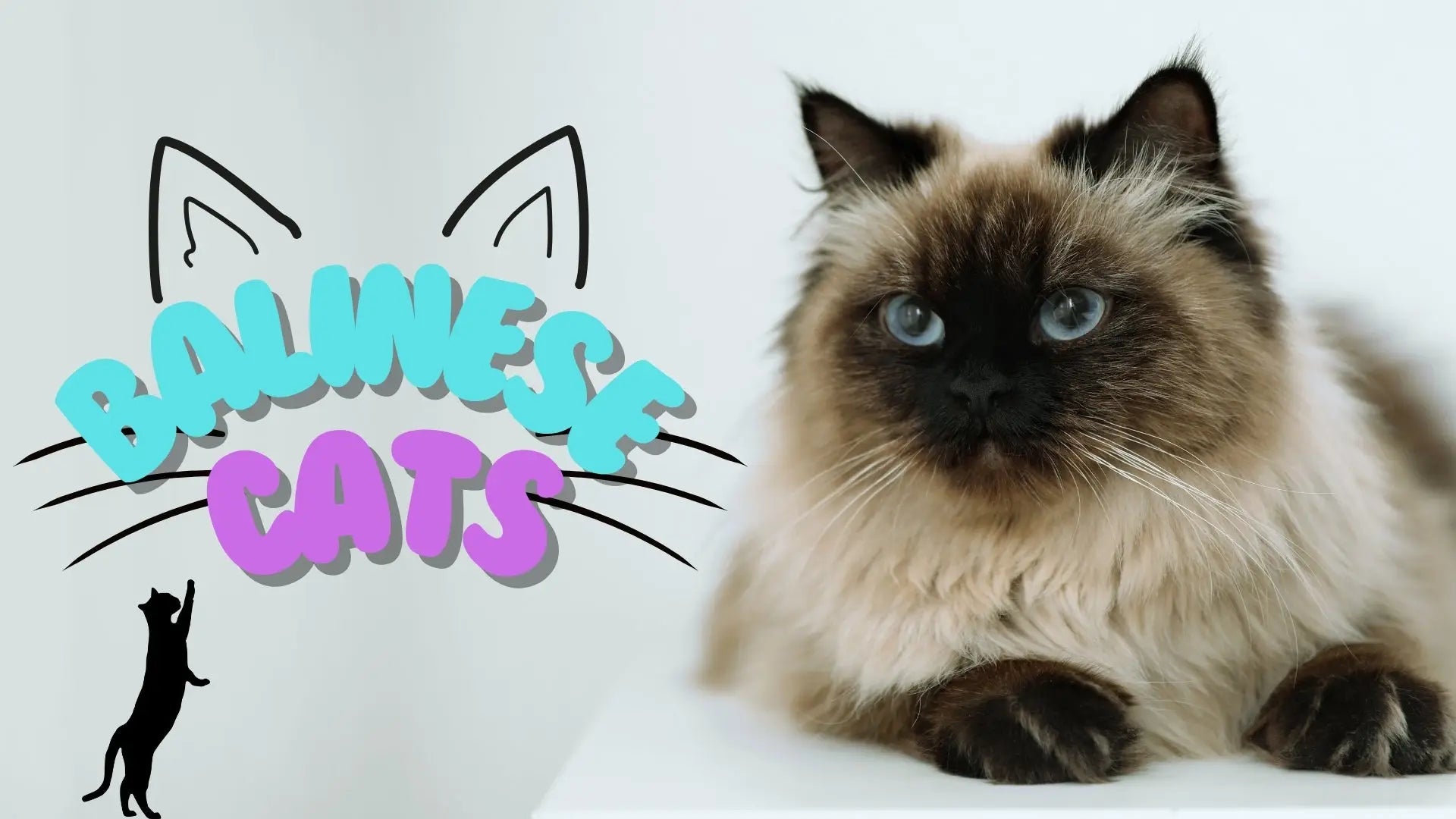 Balinese Cats: Beauty, Grace, and Personality