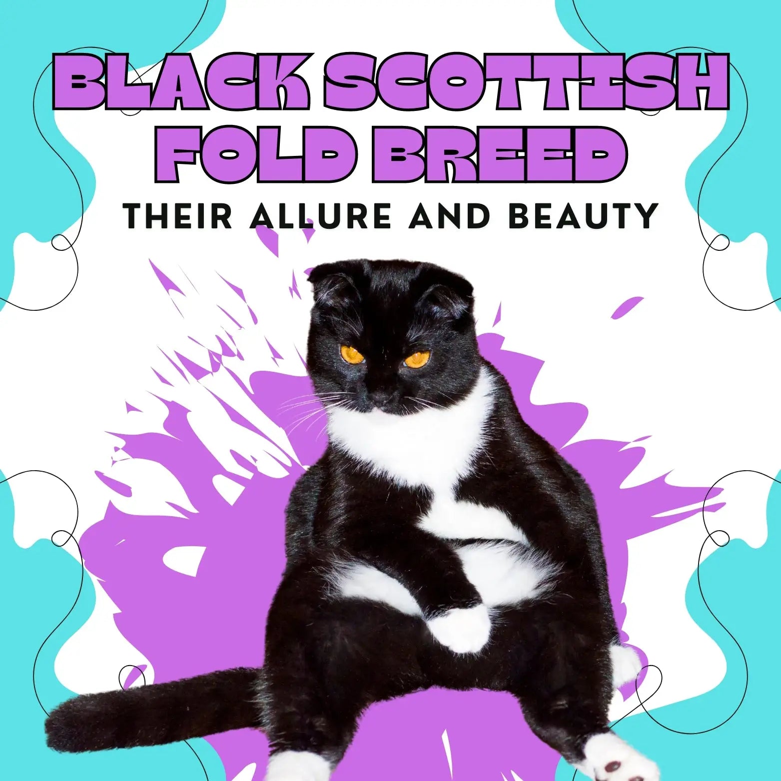 Discover the Charm of Black Scottish Folds Today!
