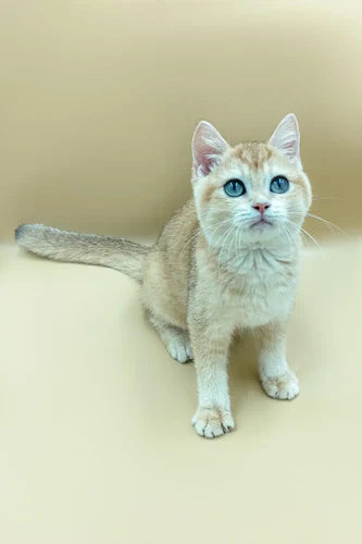 Discover the Charm of British Shorthair Cats Today