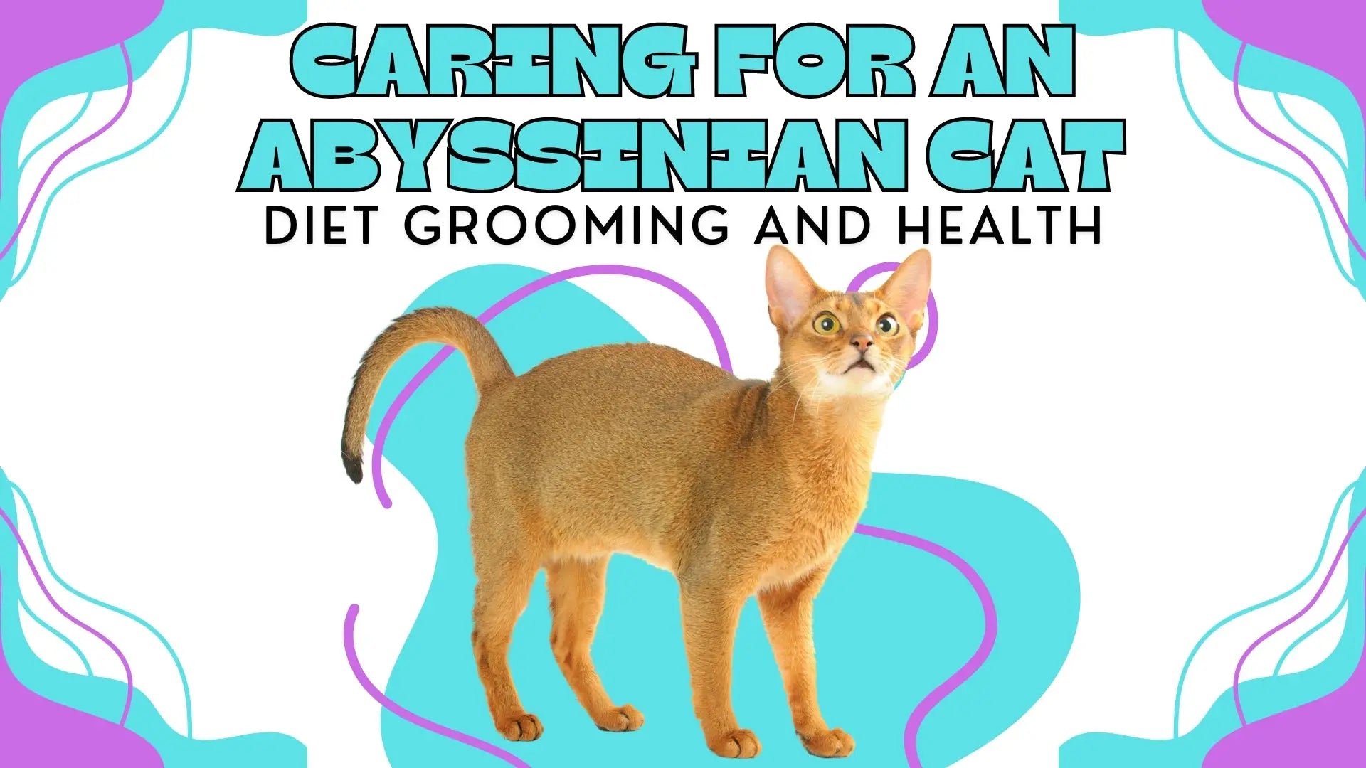 Ultimate Guide to Caring for your Abyssinian Cat!
