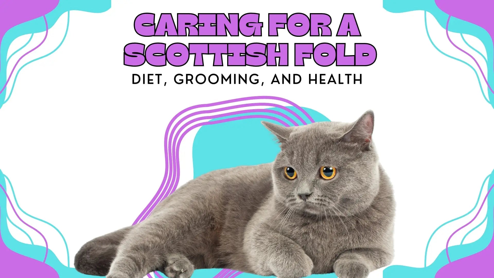Ultimate Guide to Caring for your Scottish Cat