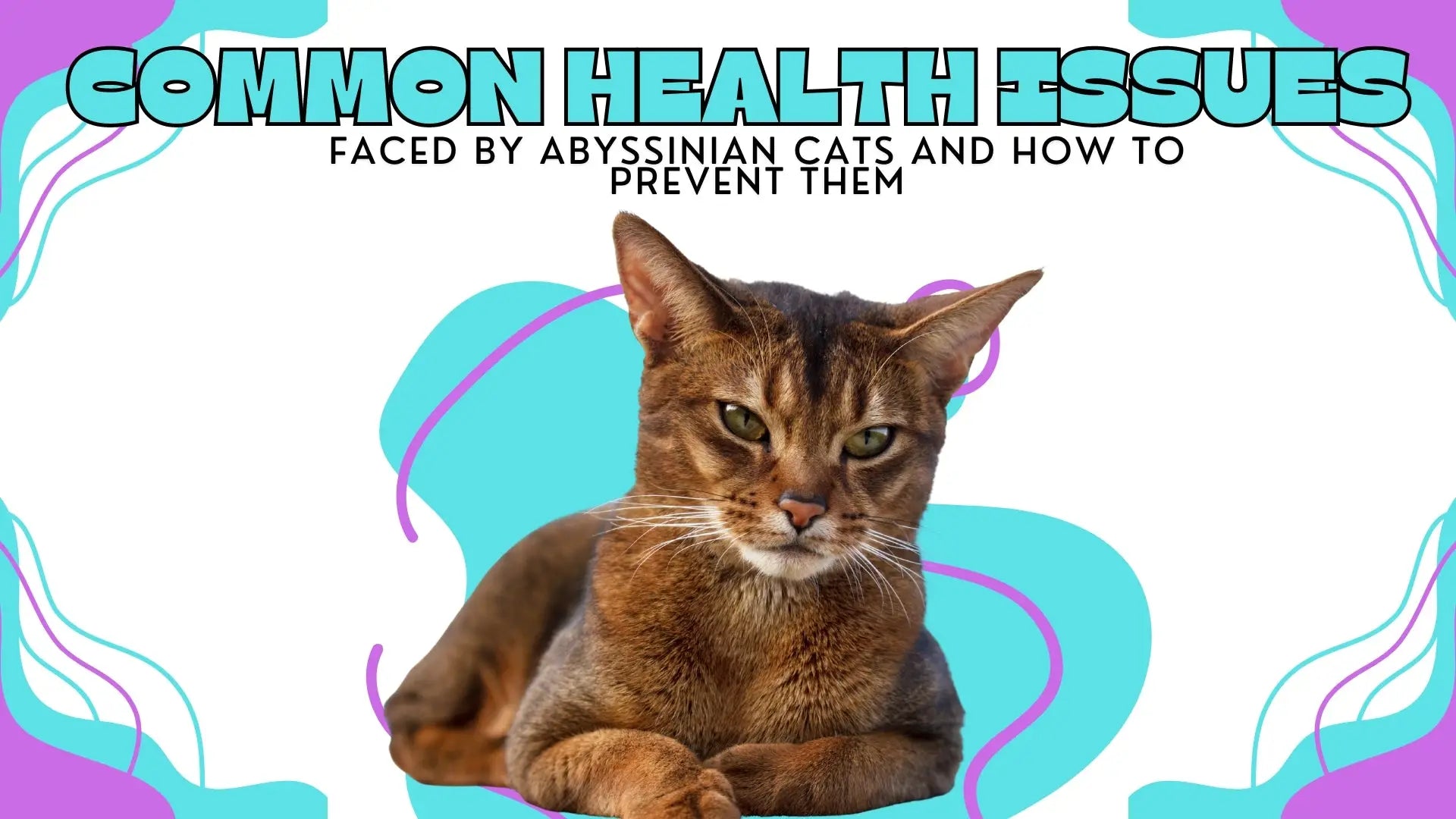 Health Issues that Affect Abyssinian Cats Uncovered!