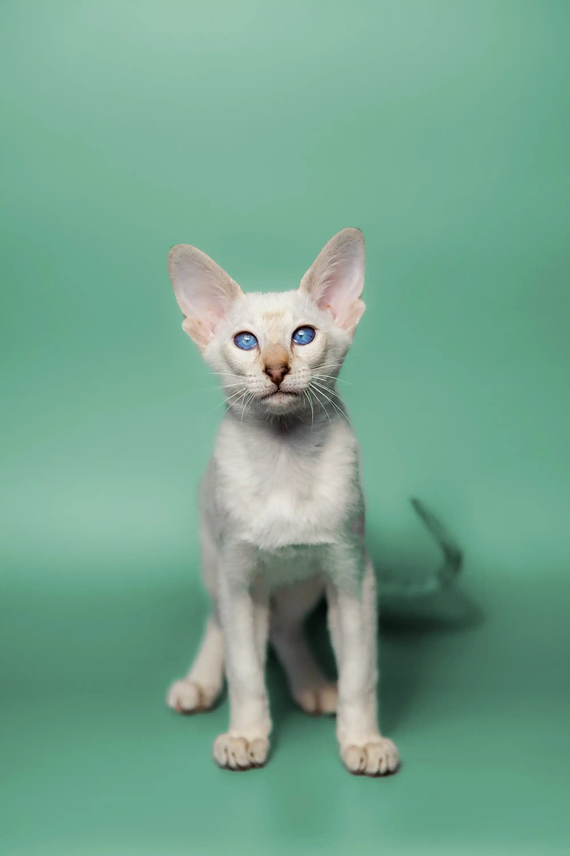 Uncover Common Health Issues in Oriental Cats Now!
