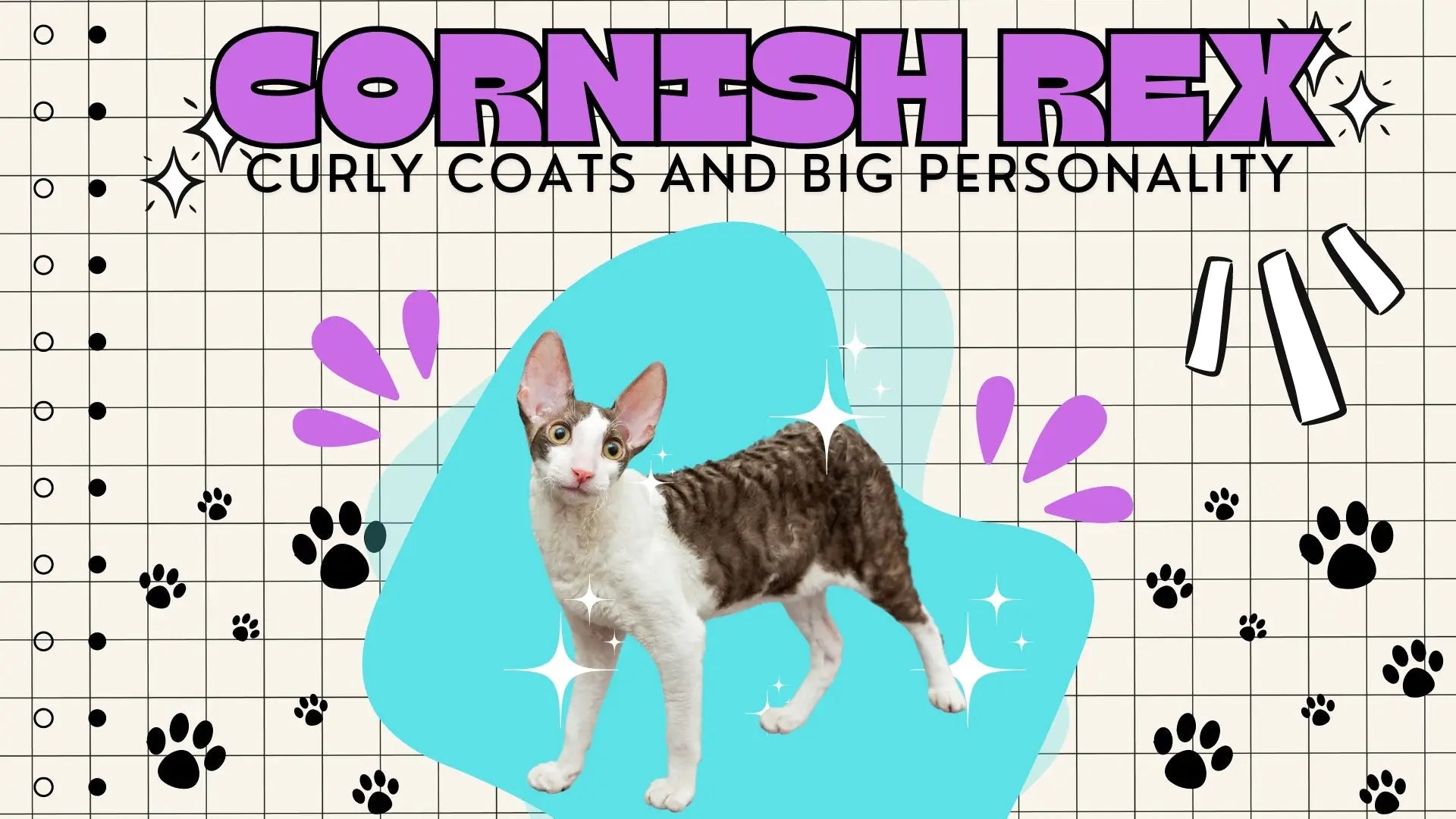 Curly Coats Meet Charm in Cornish Rex Cats