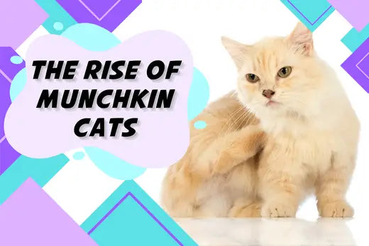 Rise of Munchkin Cats: History of Beloved Breed