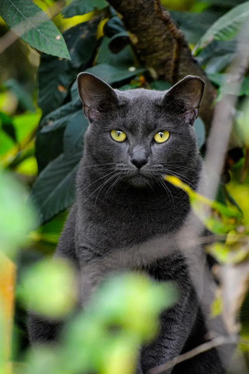 Unleash the Charm of Korat Cats: your Must-read Guide