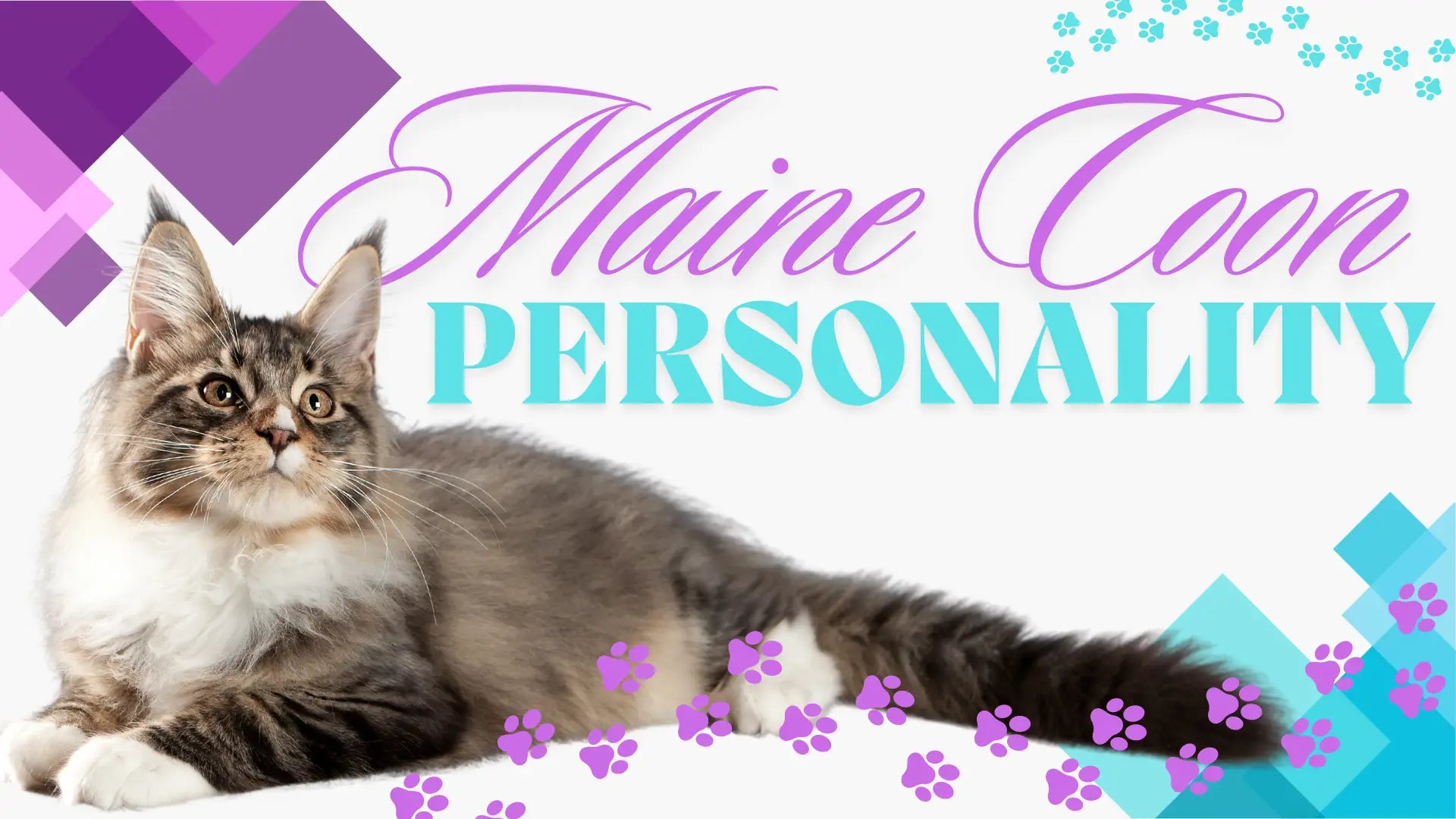 Unveiling Maine Coon Personality: Traits of the Gentle Giants