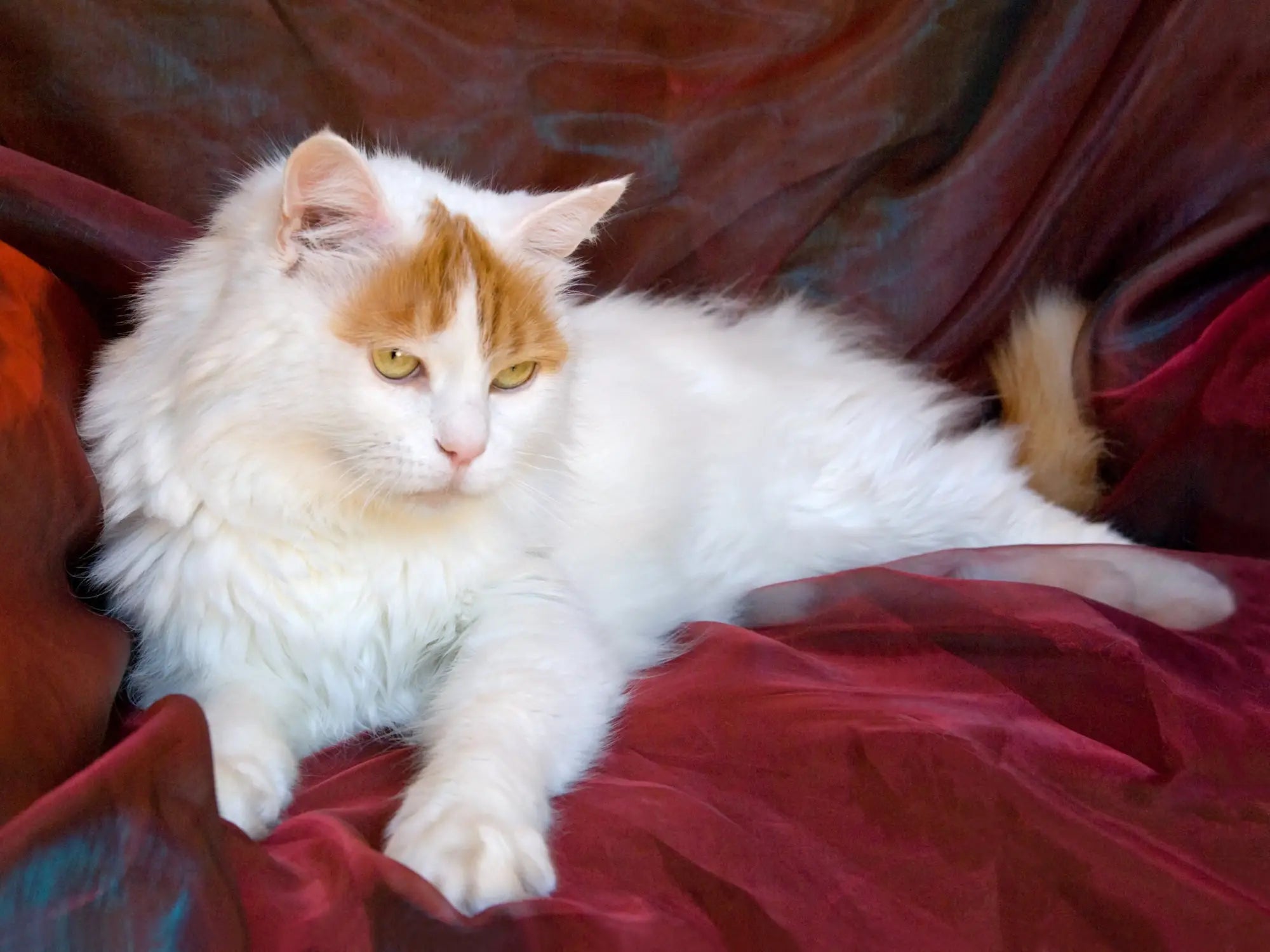 Discover the Splashy Side of Turkish Van Cats