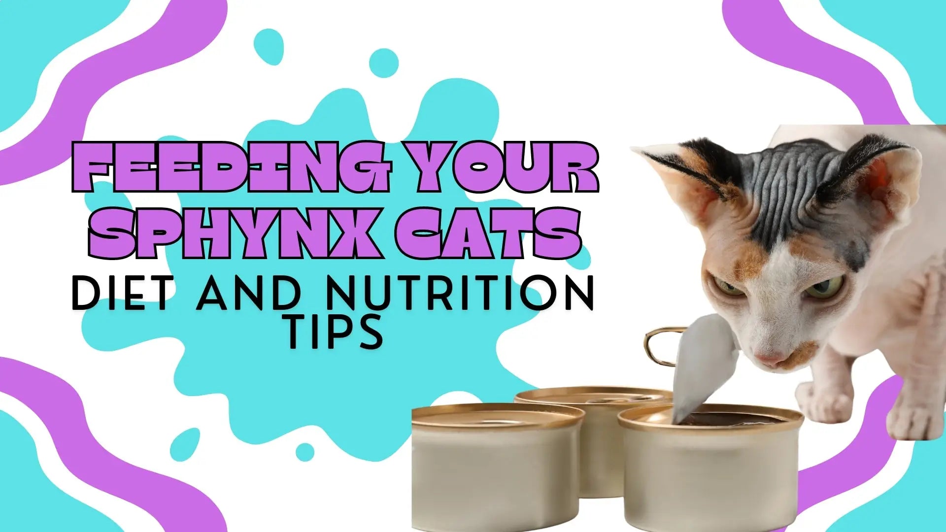 Nourish your Sphynx Cat: Top Diet Tips Inside!