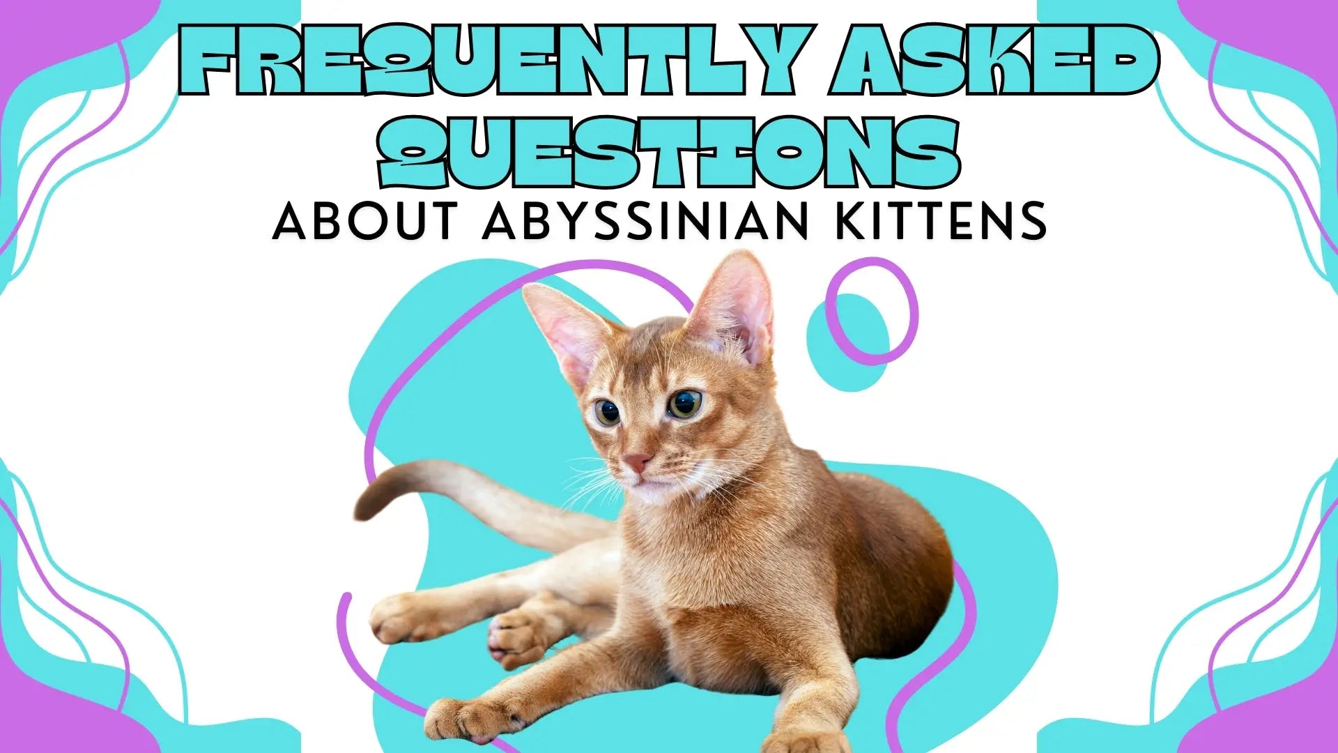 Abyssinian Cats: the Perfect Family Pet Unveiled!