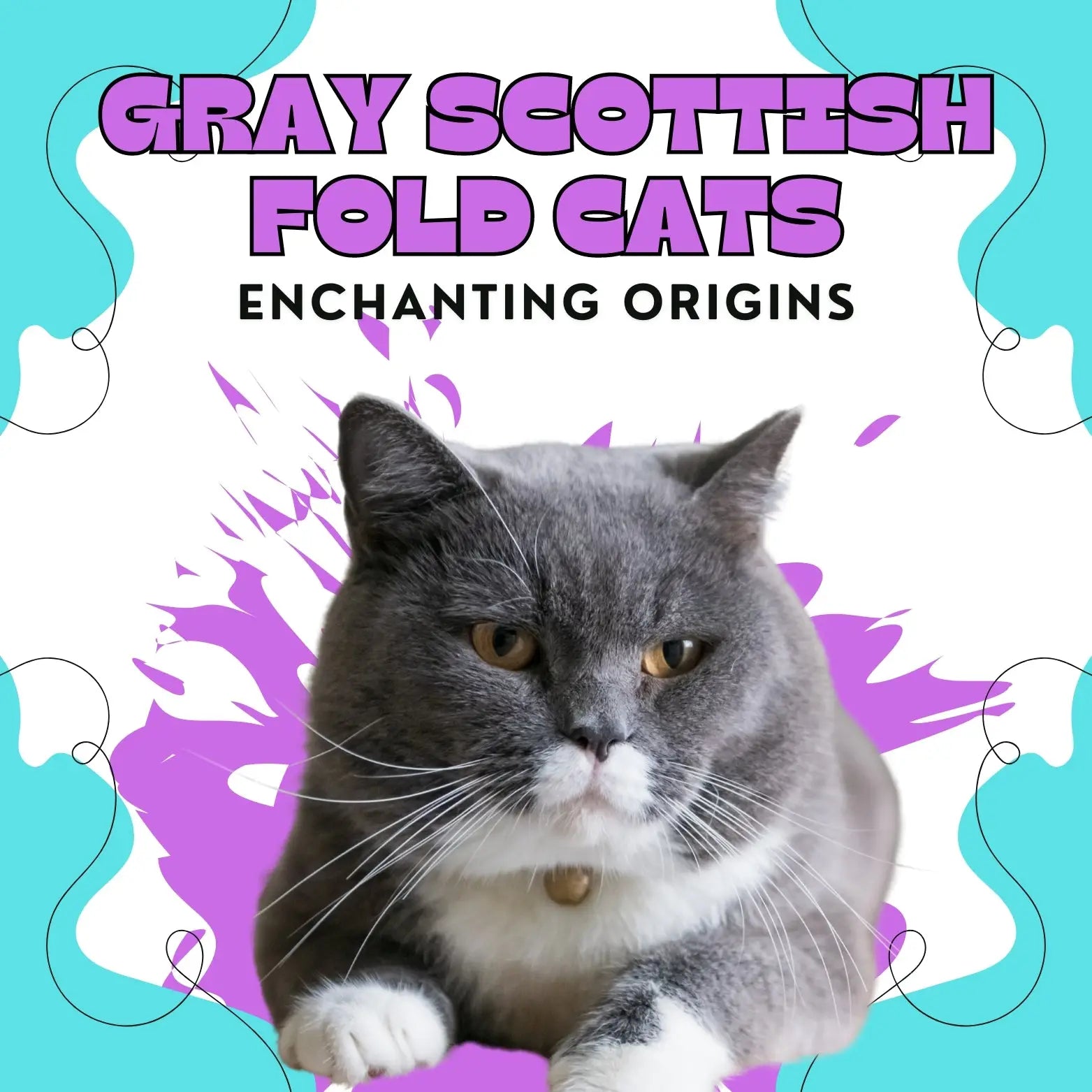 Discover the Magic of Grey Scottish Folds Today!