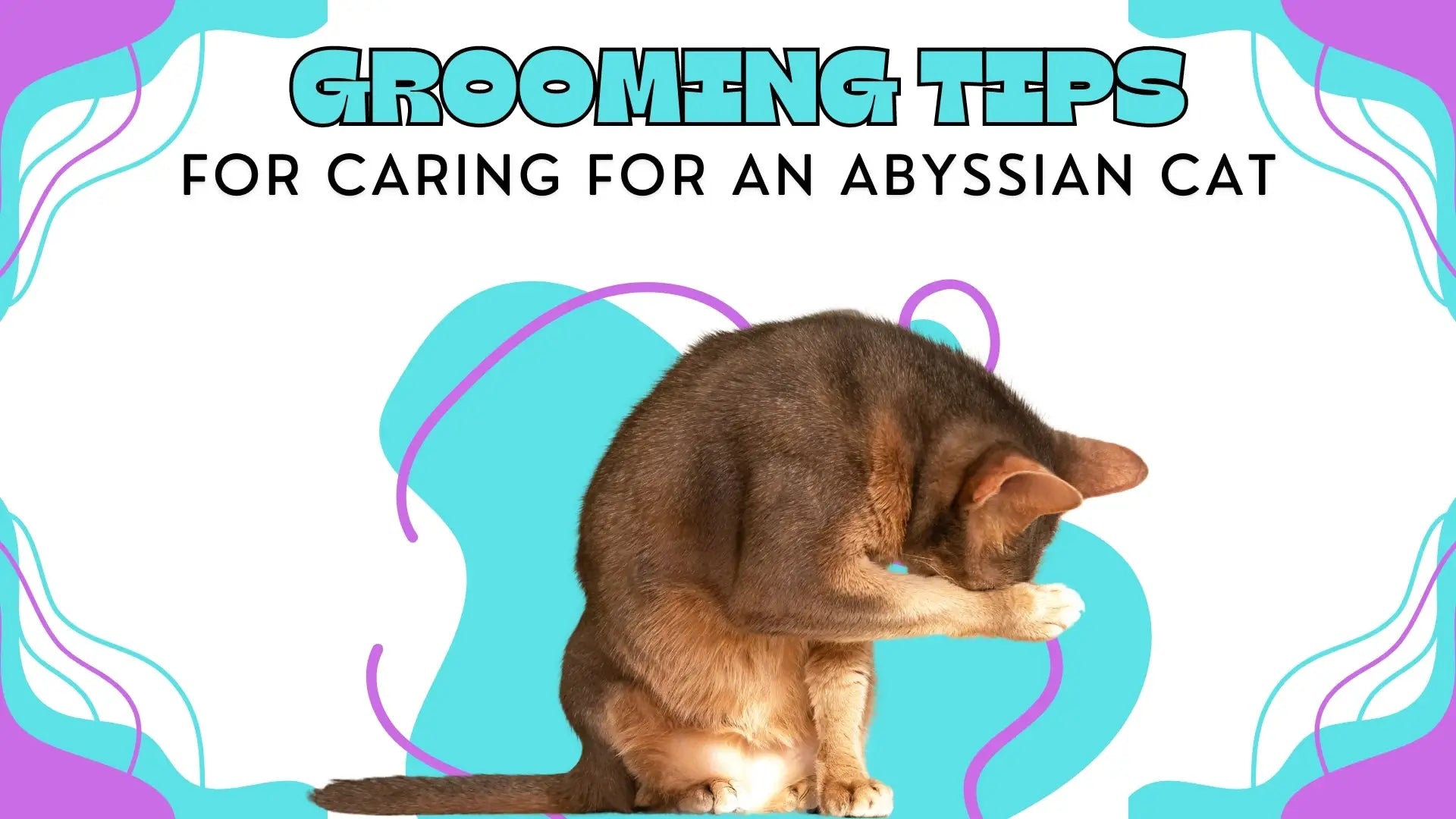Essential Grooming Tips for your Abyssinian Cat