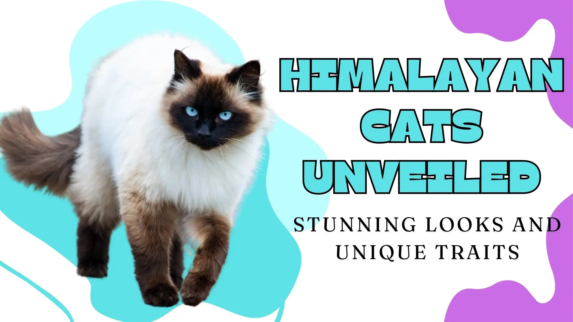Himalayan Cats Stunning Looks and Unique Traits