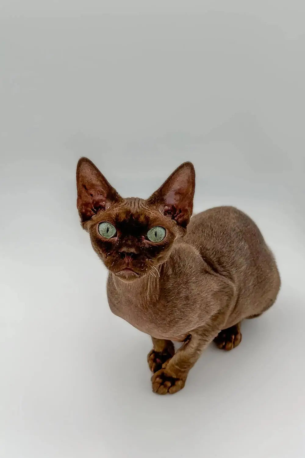 Unraveling the Fascinating History of Devon Rex Cats