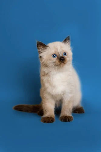 Discover the Ragdoll Cat's Charming History now