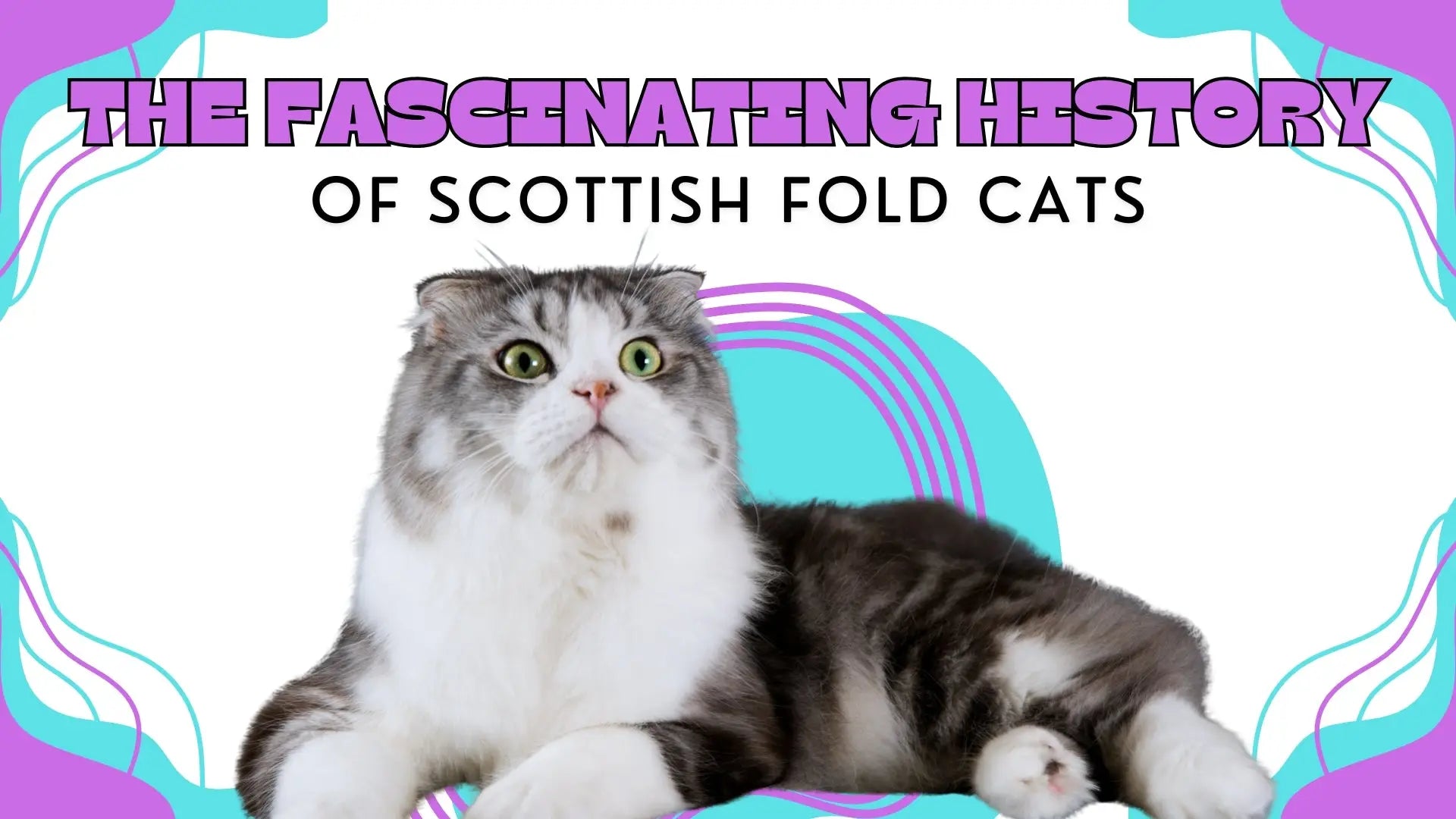 Discover the Fascinating Scottish Fold Cat History