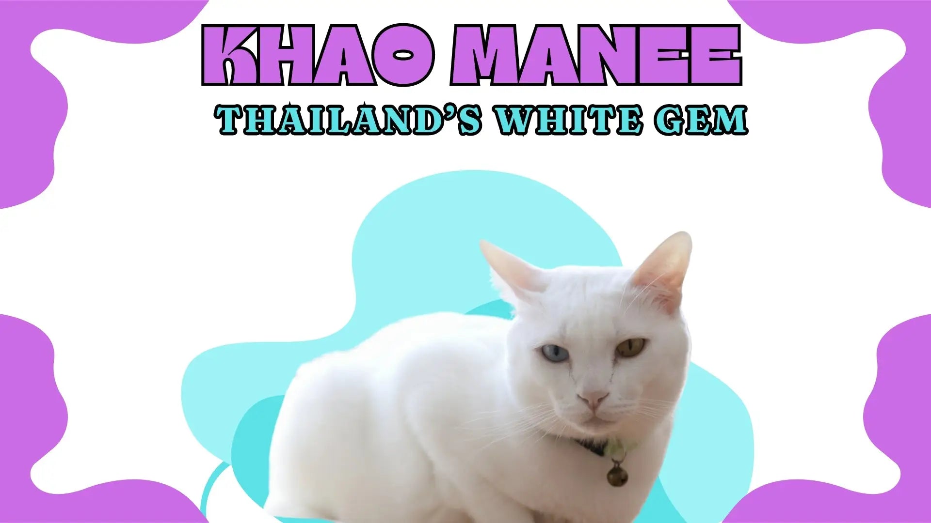 Khao Manee Cats: Thailand's Royal White Gem