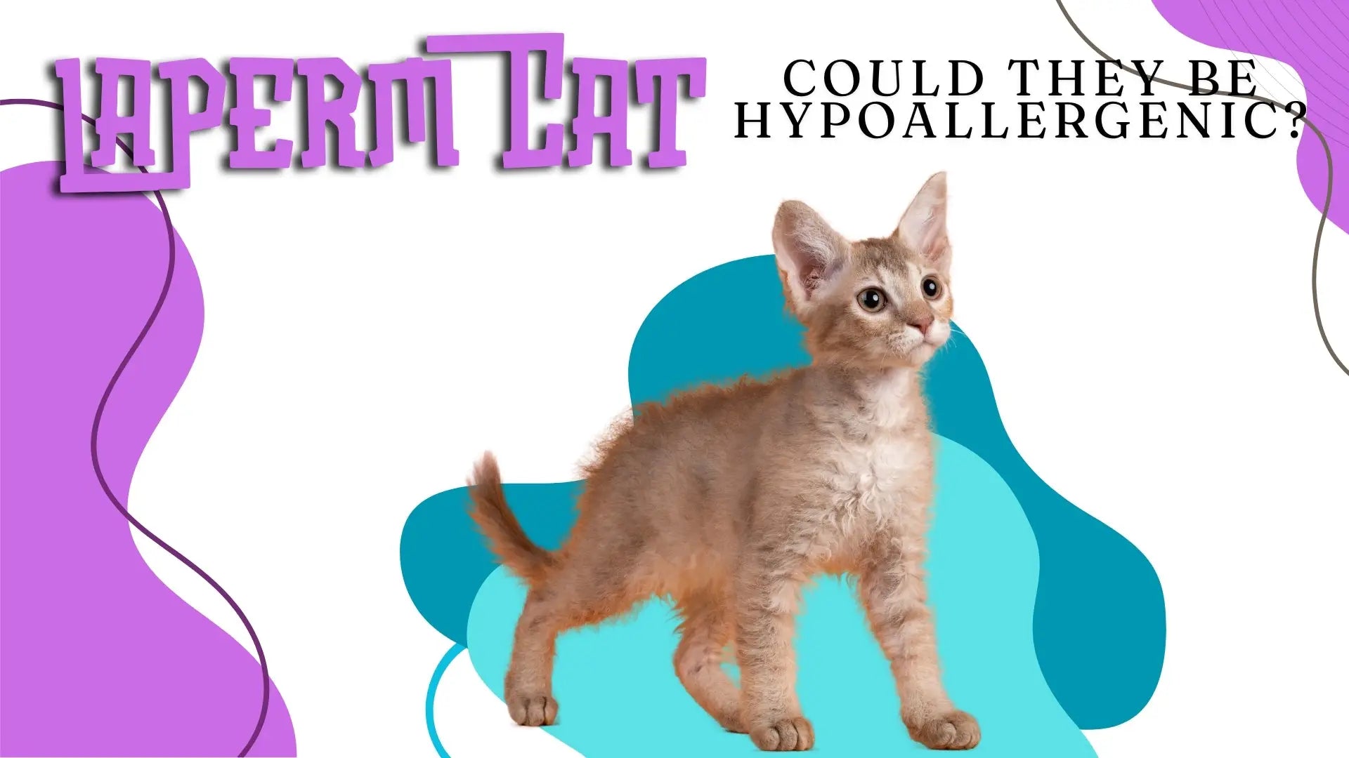 Curly LaPerm Cats: Hypoallergenic Wonders
