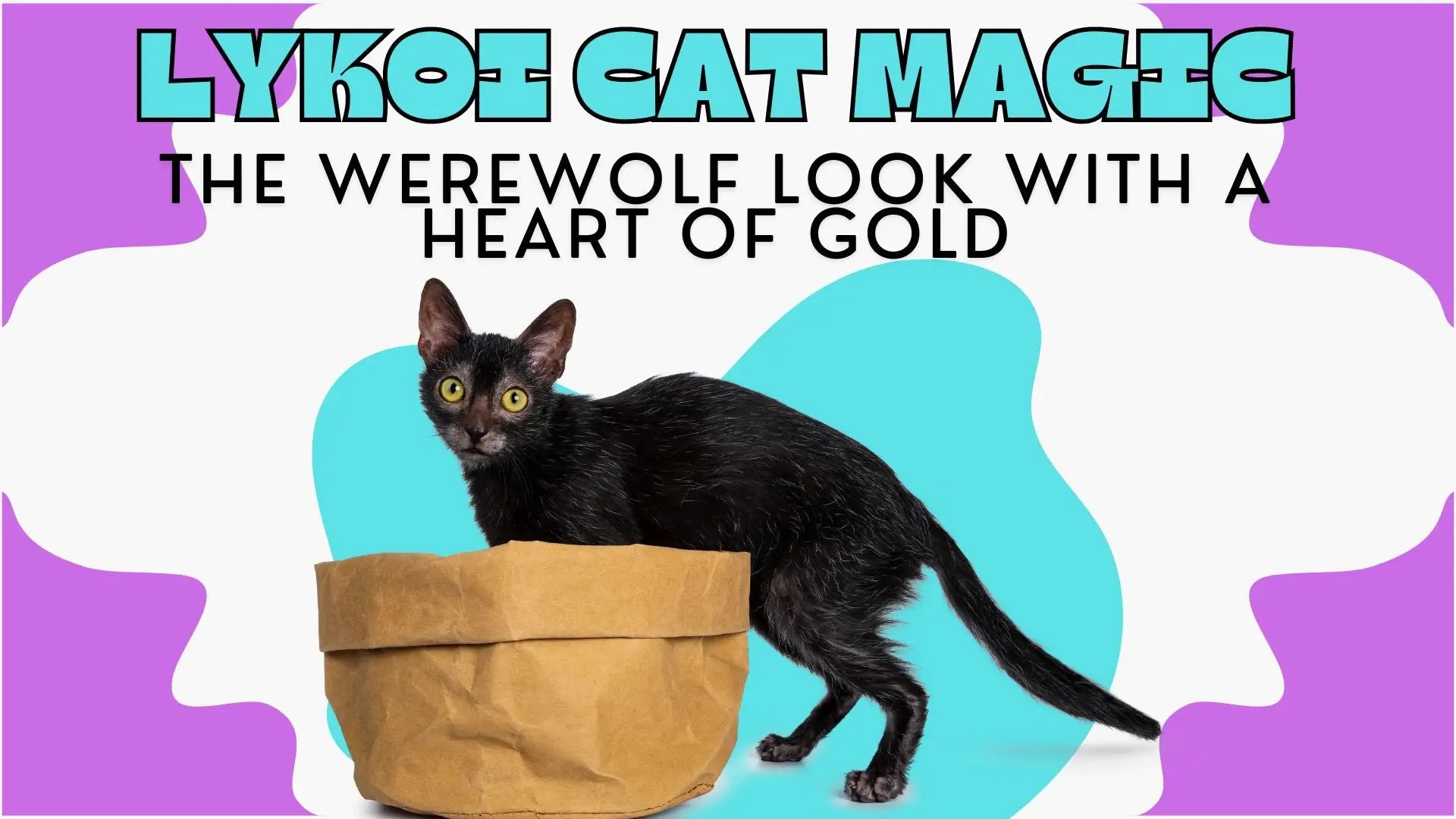 Meet the Lykoi Cat: The Werewolf with a Heart
