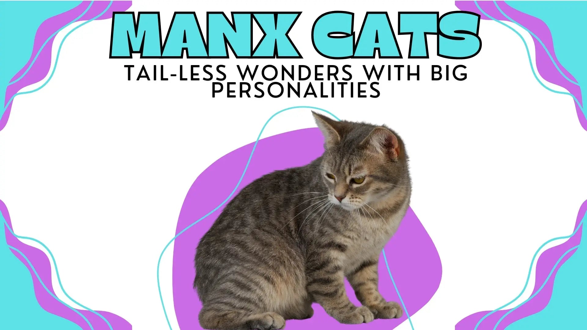 Manx Cats: Tail-less Charmers with Big Personalities