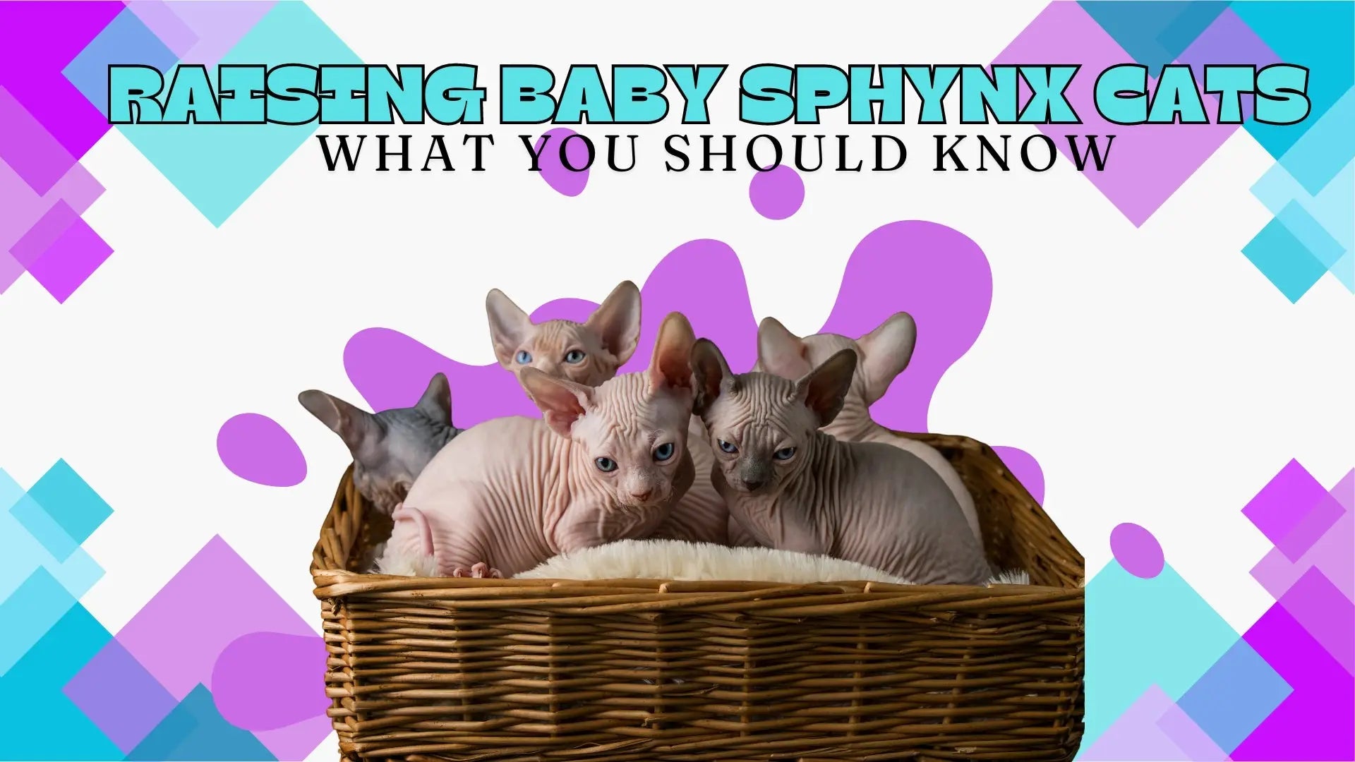 Cuddle Up with Baby Sphynx Cats Today